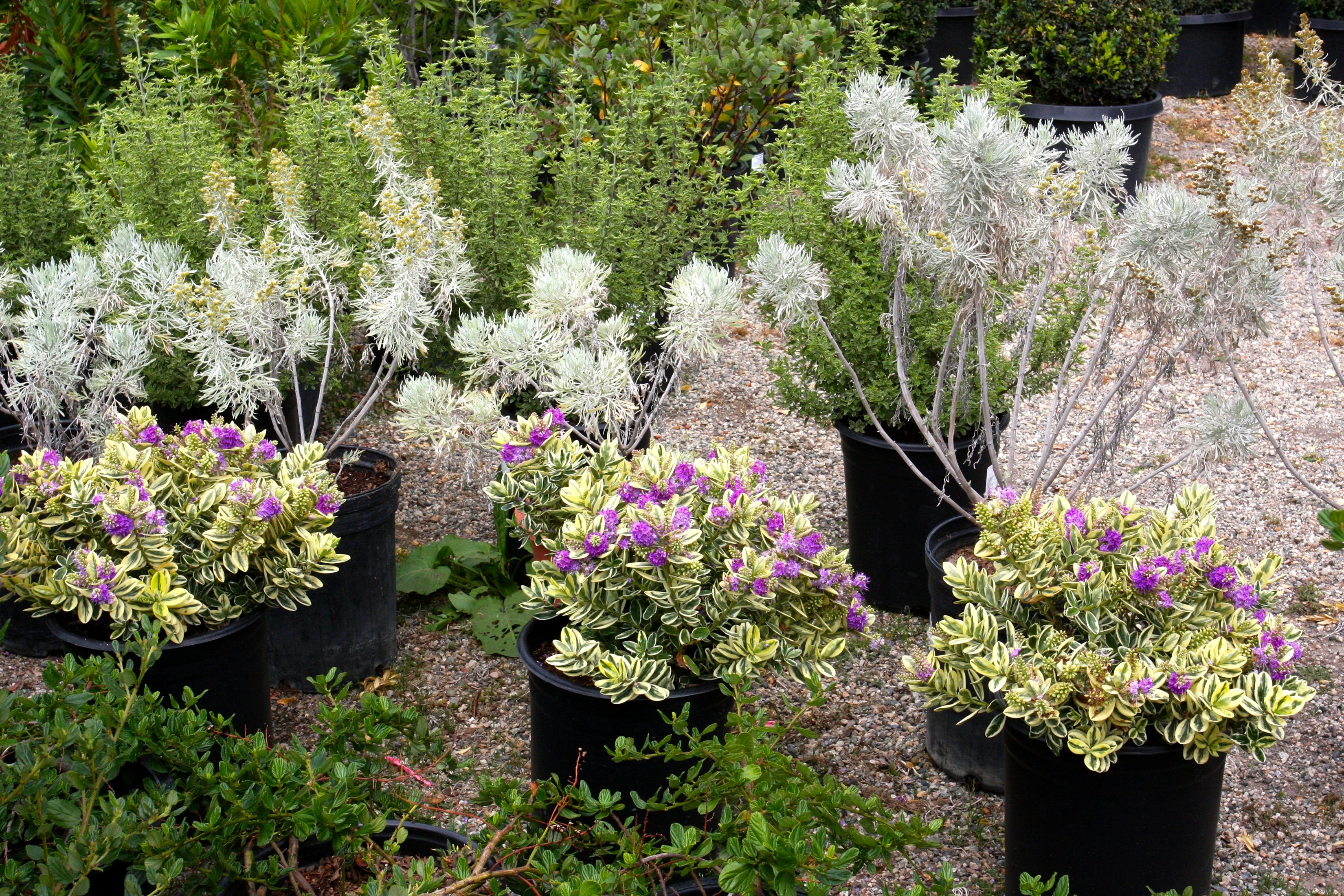 gardens, Shrubs, Nature Wallpapers HD / Desktop and Mobile Backgrounds