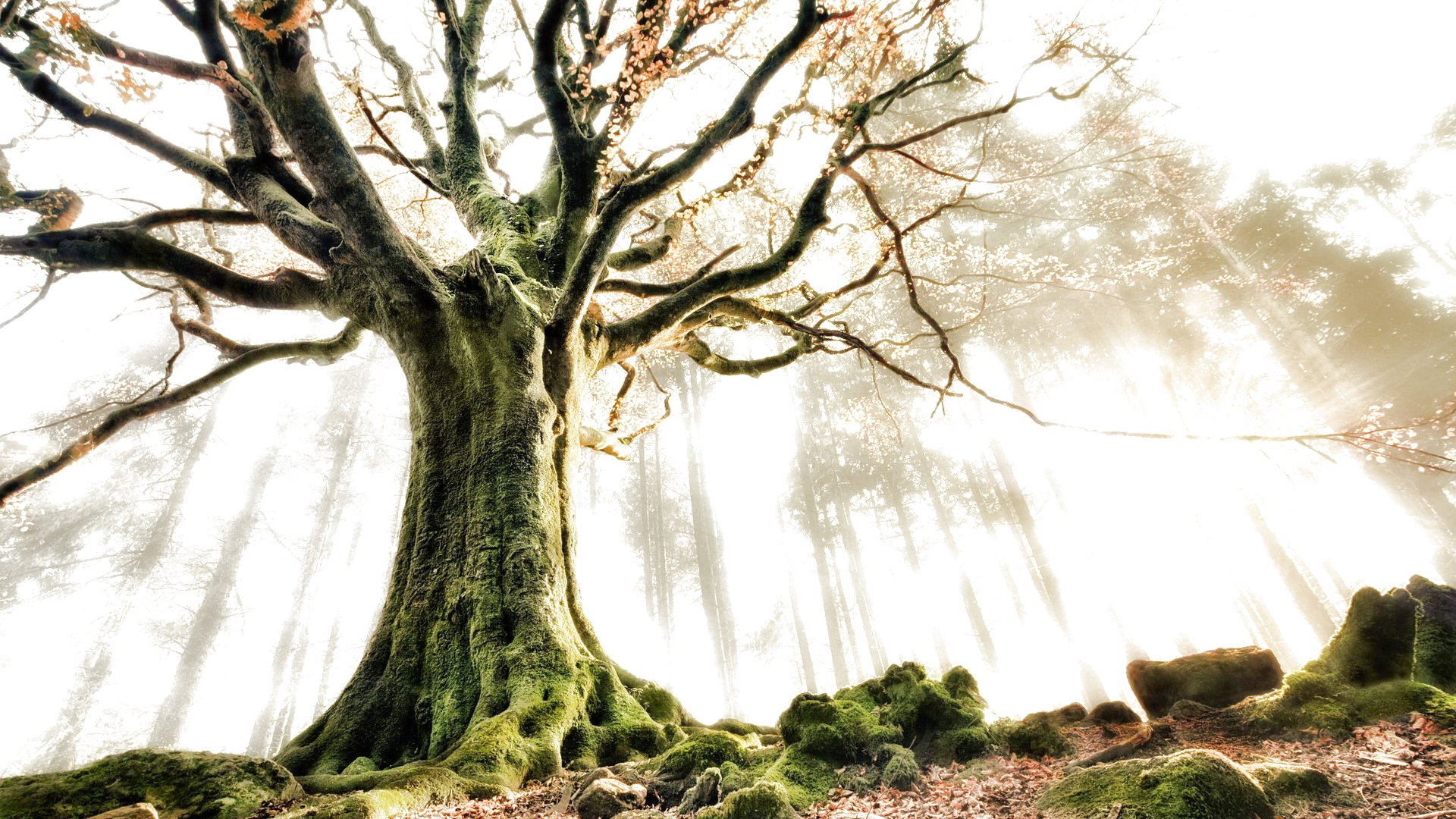 autumn, Season, Fall, Color, Tree, Forest, Nature, Landscape Wallpapers ...