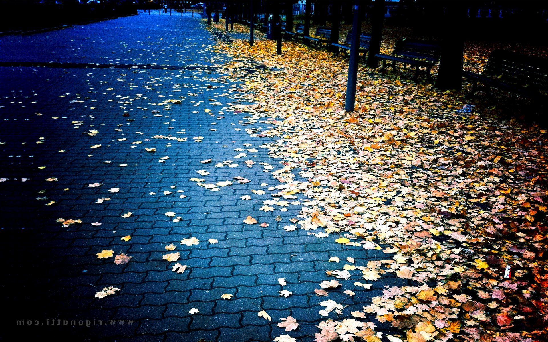 autumn, Season, Fall, Color, Tree, Forest, Nature, Landscape Wallpapers ...