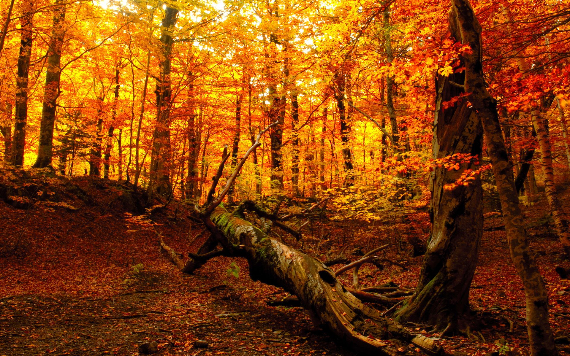 autumn, Fall, Season, Nature, Landscape, Leaf, Leaves, Color, Seasons ...