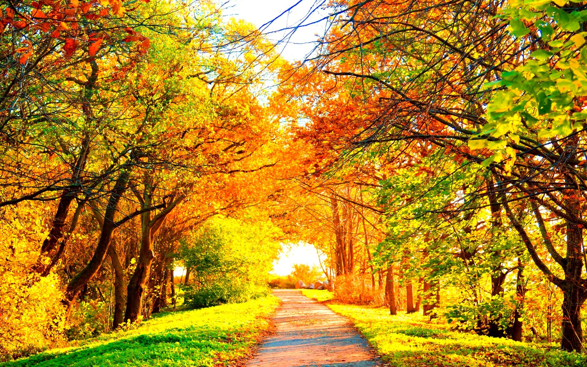 Autumn Fall Season Nature Landscape Leaf Leaves Color Seasons Tree Forest Wallpapers 