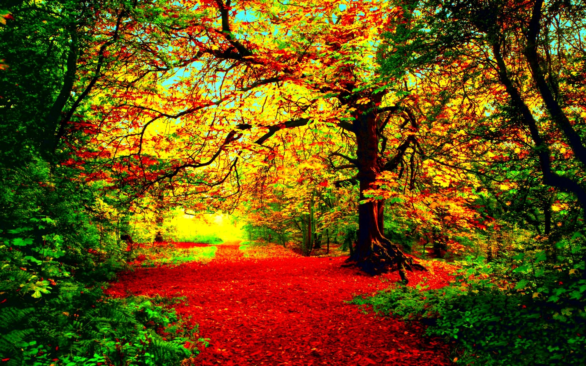 autumn, Fall, Season, Nature, Landscape, Leaf, Leaves, Color, Seasons ...