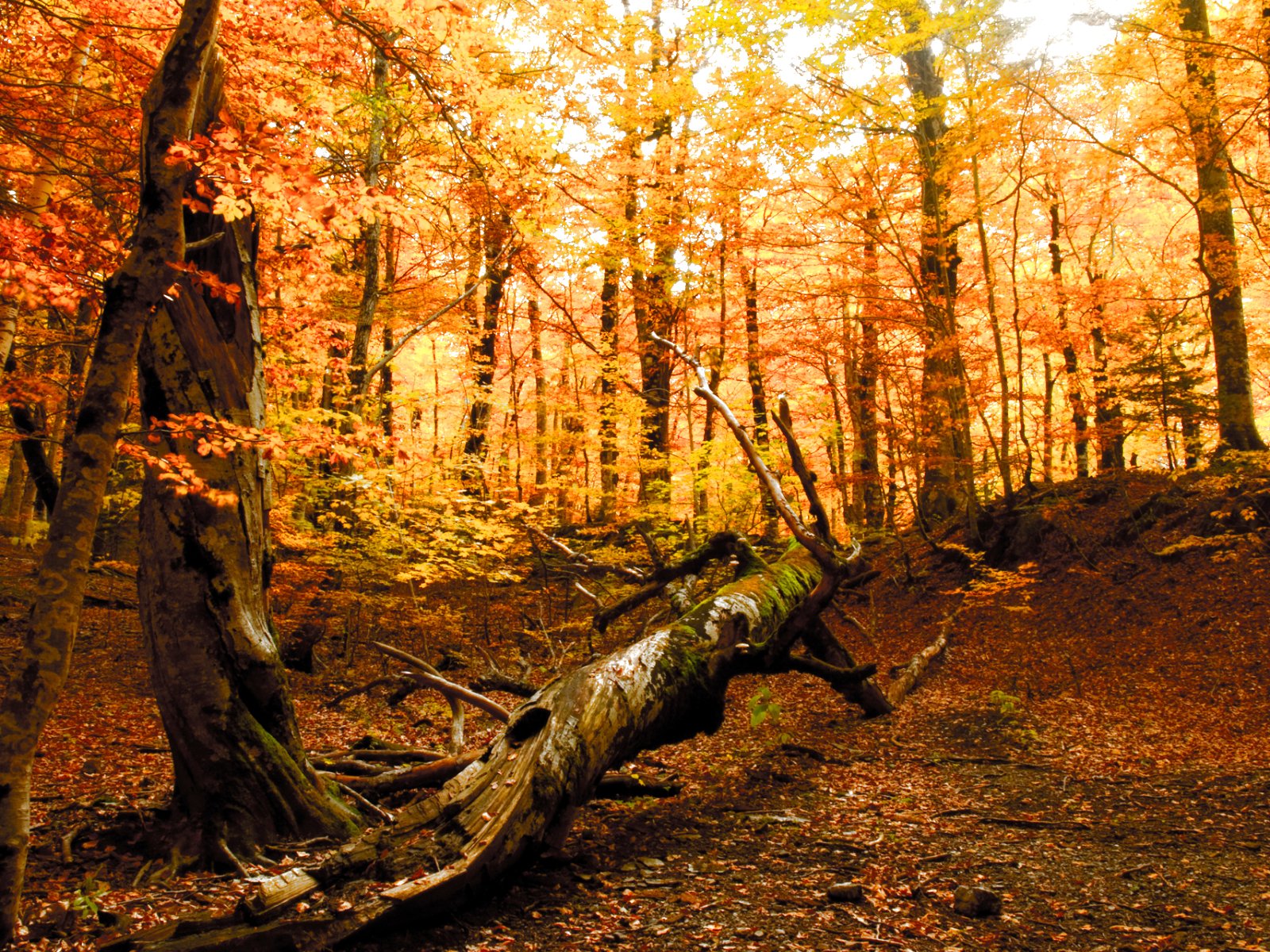 autumn, Fall, Season, Nature, Landscape, Leaf, Leaves, Color, Seasons ...