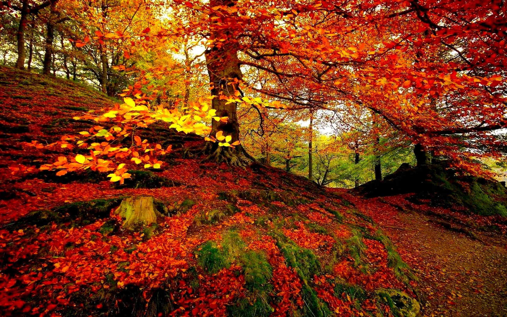 autumn, Fall, Season, Nature, Landscape, Leaf, Leaves, Color, Seasons ...