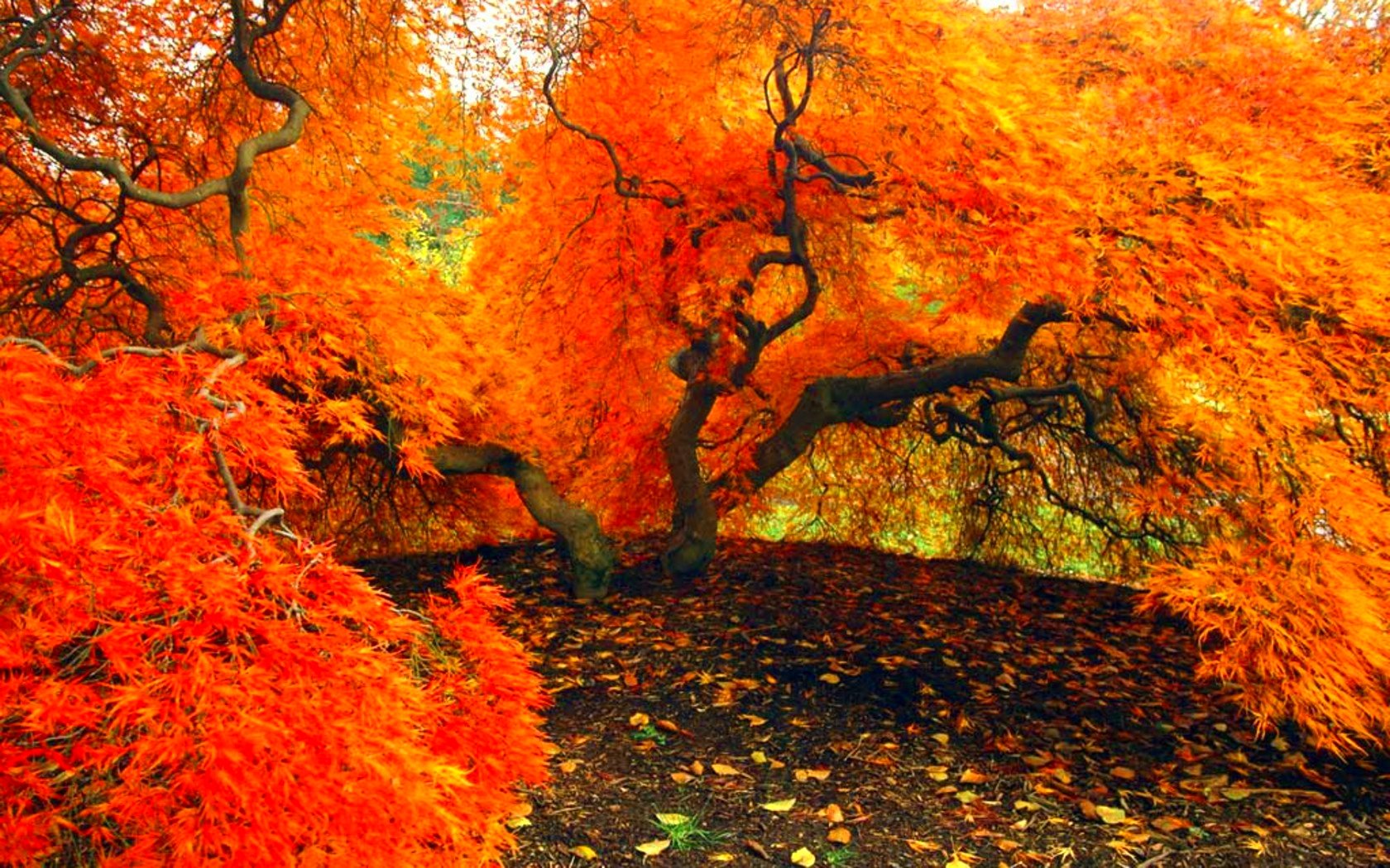 autumn, Fall, Season, Nature, Landscape, Leaf, Leaves, Color, Seasons ...