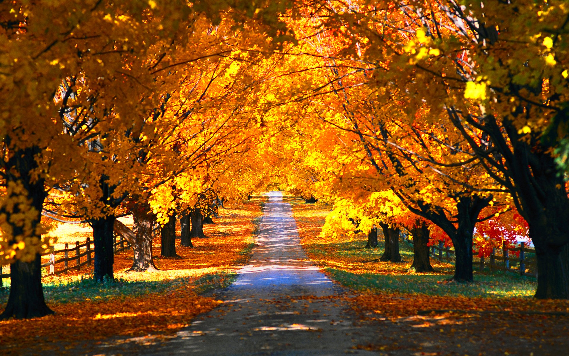 autumn, Fall, Season, Nature, Landscape, Leaf, Leaves, Color, Seasons ...