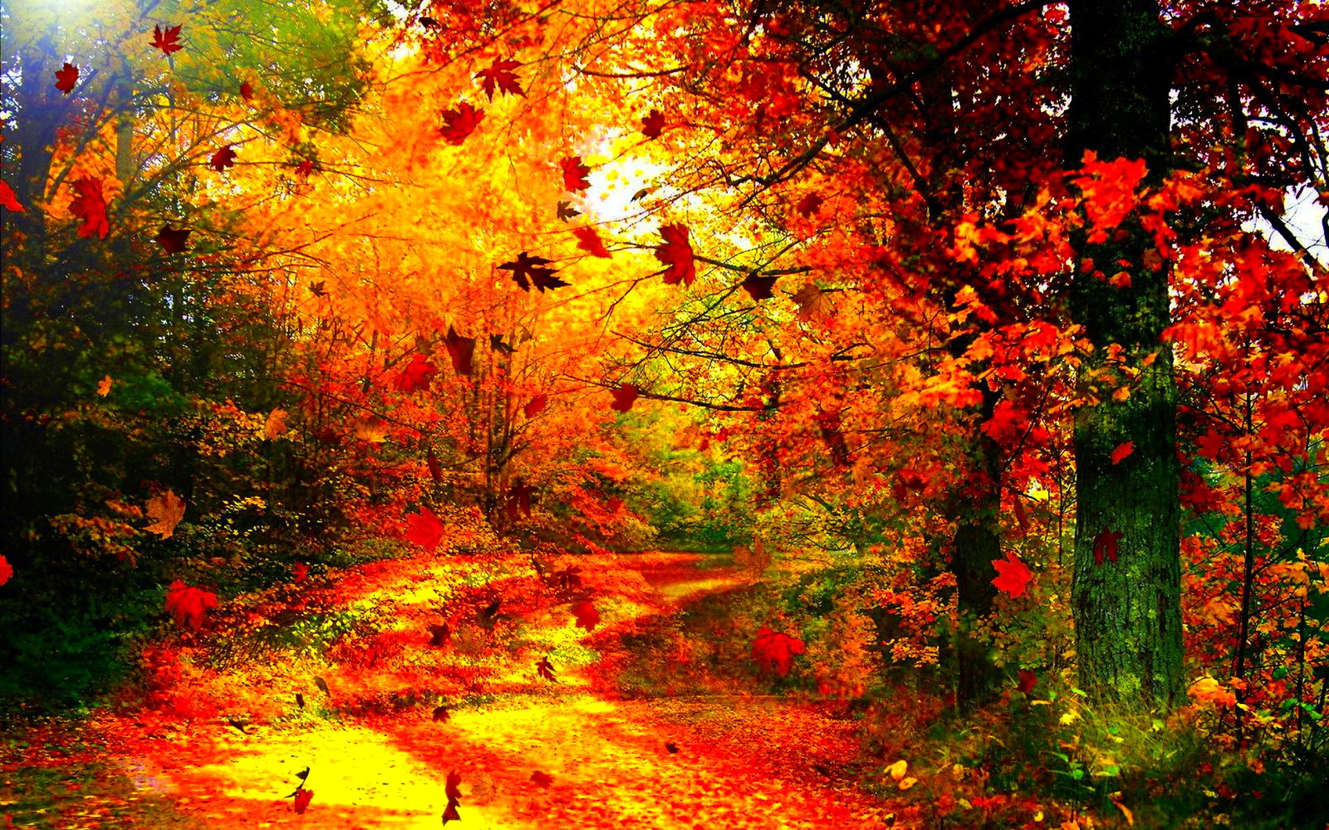 autumn, Fall, Season, Nature, Landscape, Leaf, Leaves, Color, Seasons ...