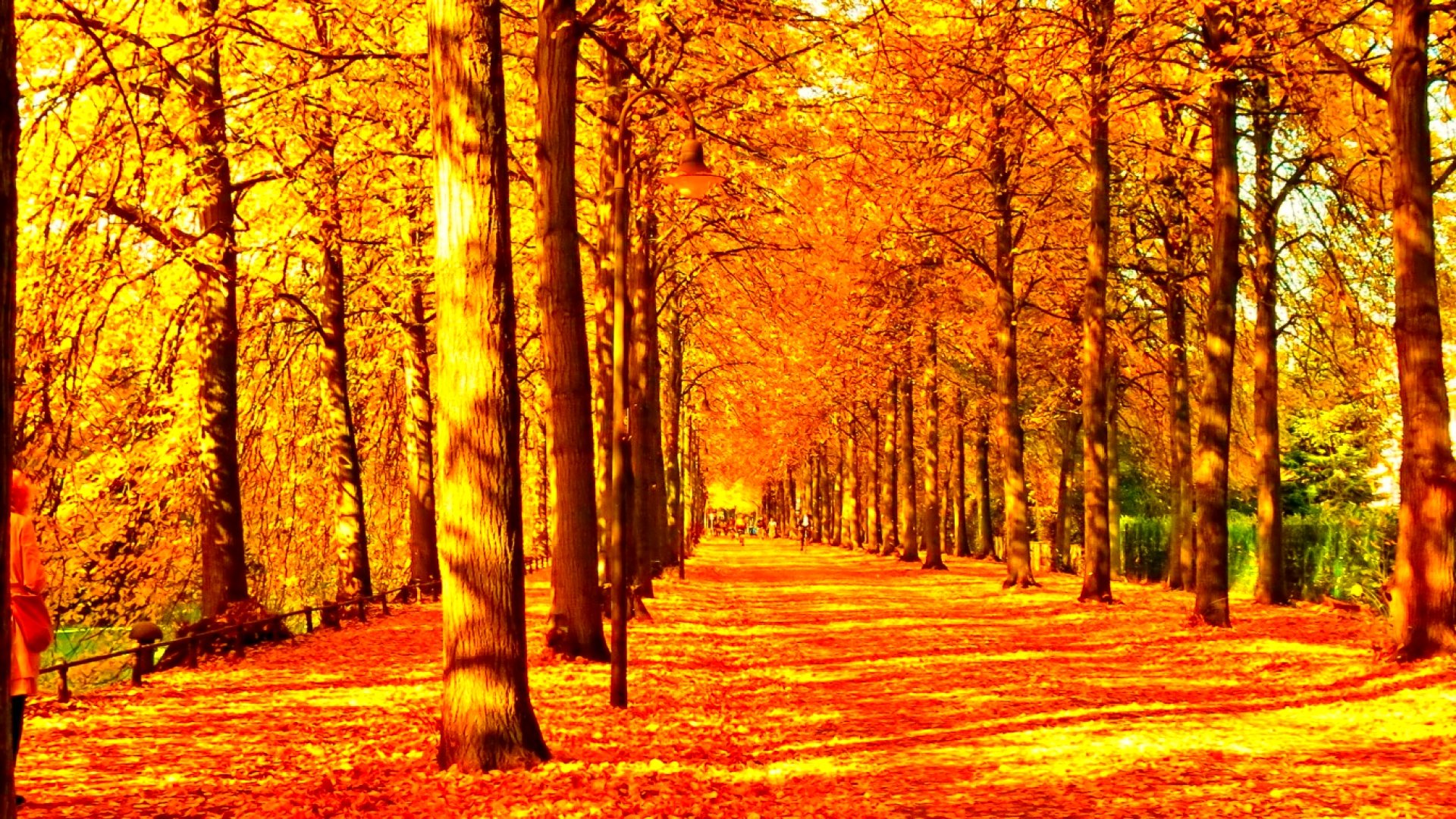 autumn, Fall, Season, Nature, Landscape, Leaf, Leaves, Color, Seasons ...