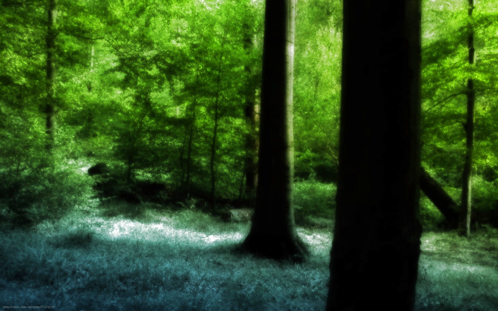 forest, Trees, Nature, Landscape, Tree Wallpapers HD / Desktop and ...