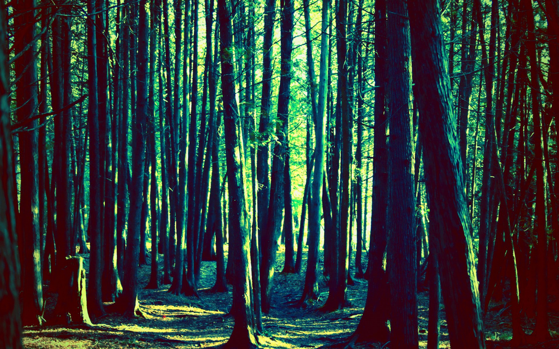 forest, Trees, Nature, Landscape, Tree Wallpapers HD / Desktop and ...