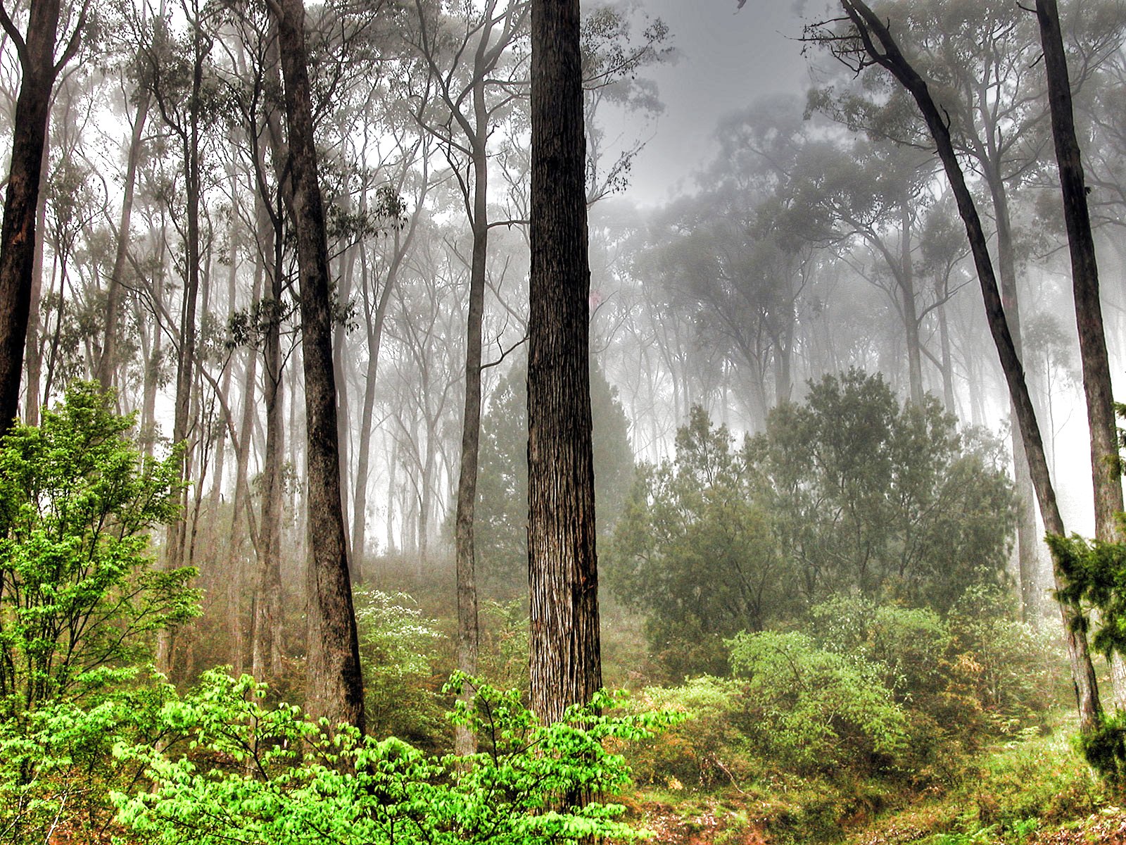 forest, Trees, Nature, Landscape, Tree Wallpapers HD / Desktop and ...