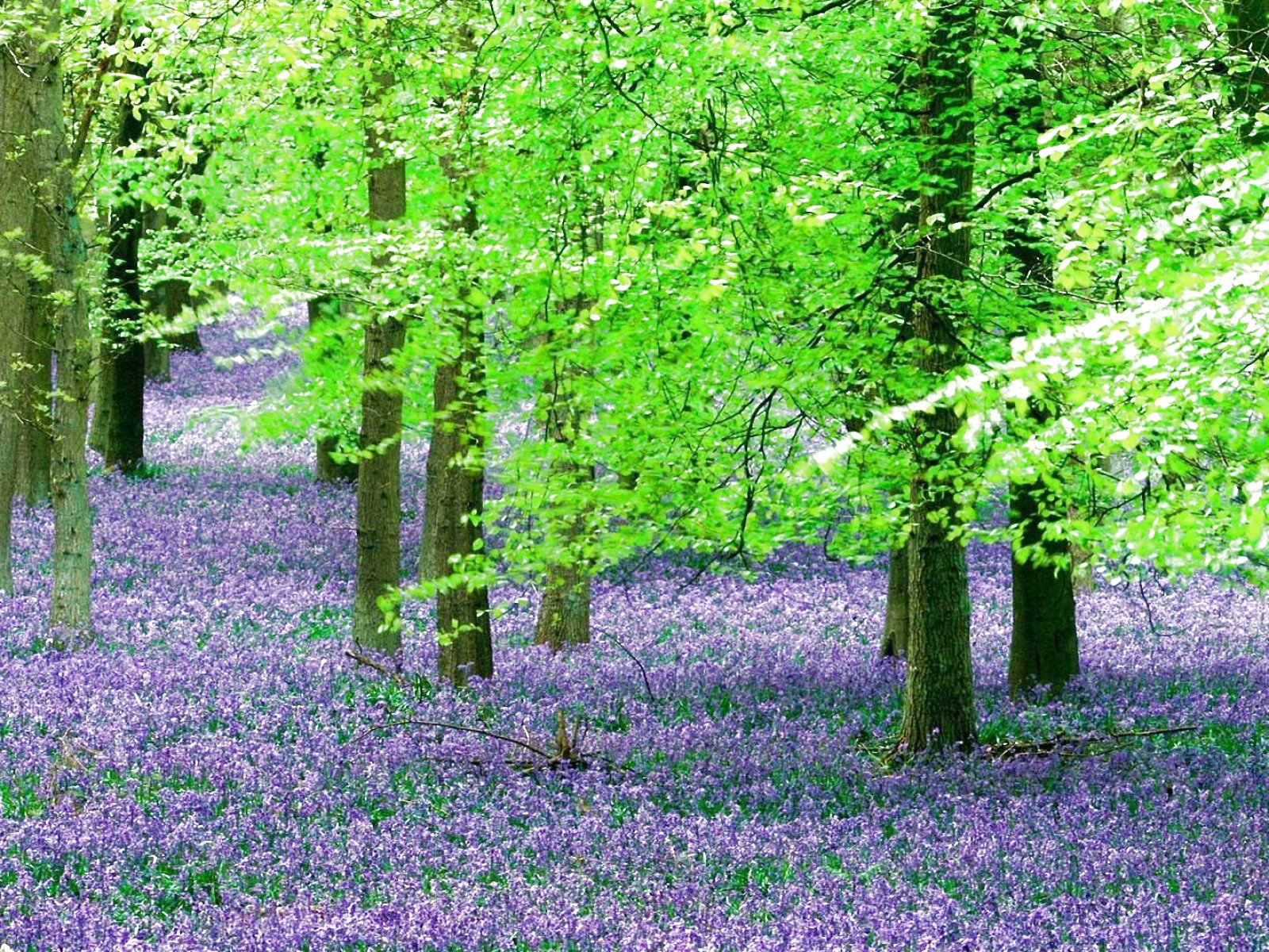 forest, Trees, Nature, Landscape, Tree Wallpapers HD / Desktop and ...