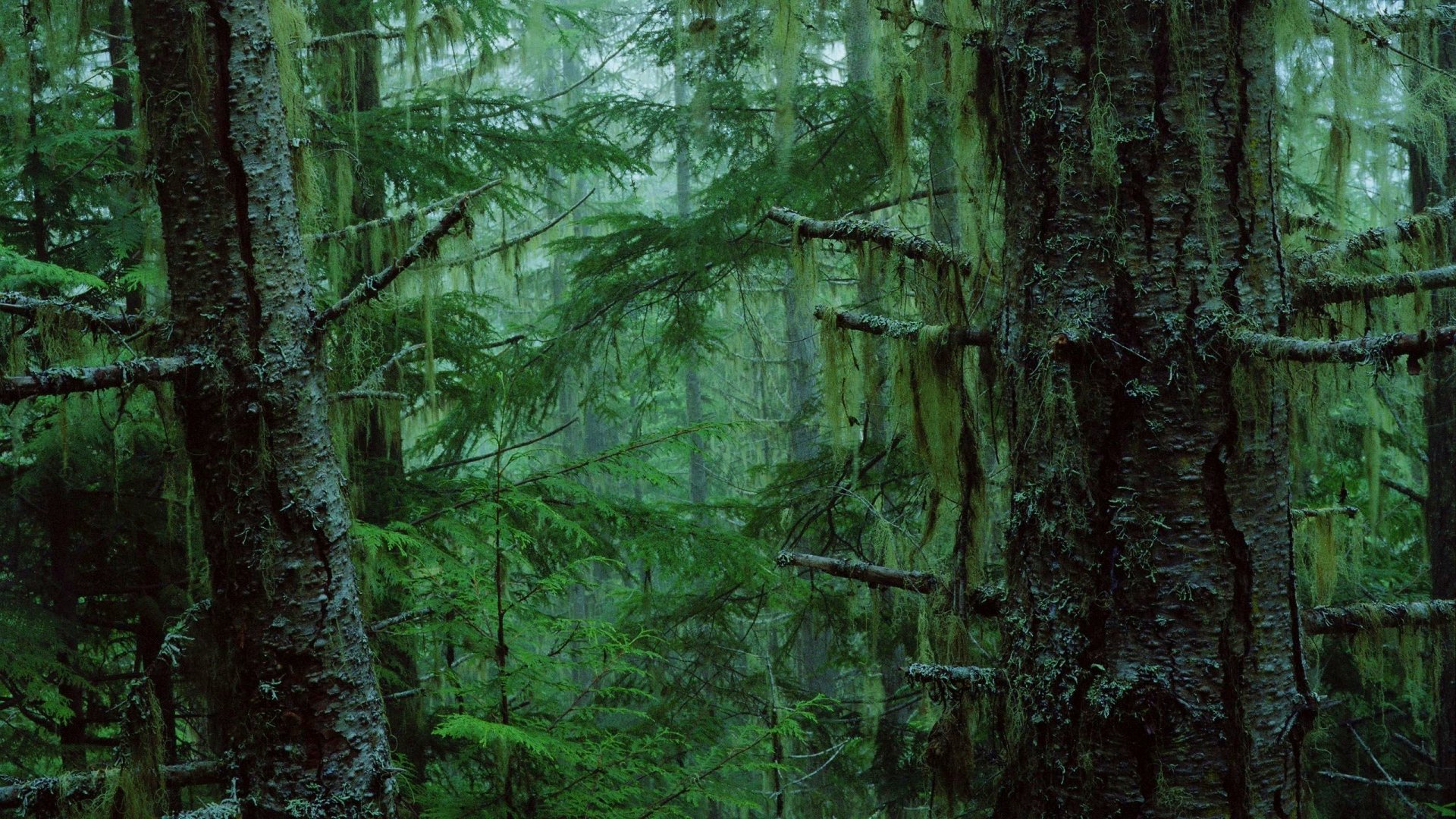 forest, Trees, Nature, Landscape, Tree Wallpapers HD / Desktop and ...