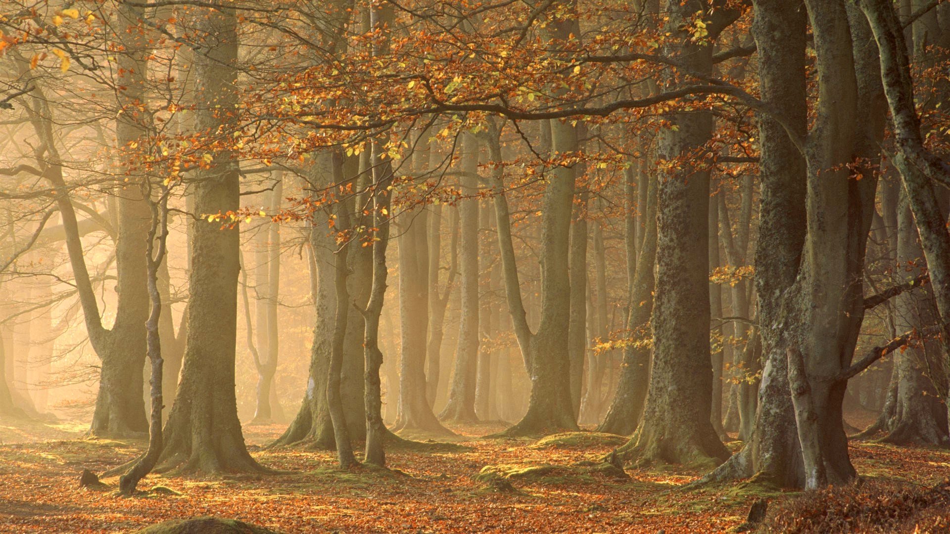 forest, Trees, Nature, Landscape, Tree, Autumn, Fall Wallpapers HD ...