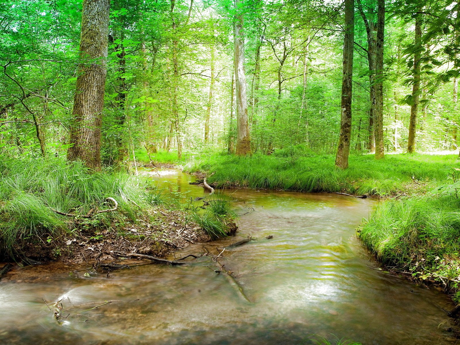 forest, Trees, Nature, Landscape, Tree Wallpapers HD / Desktop and ...