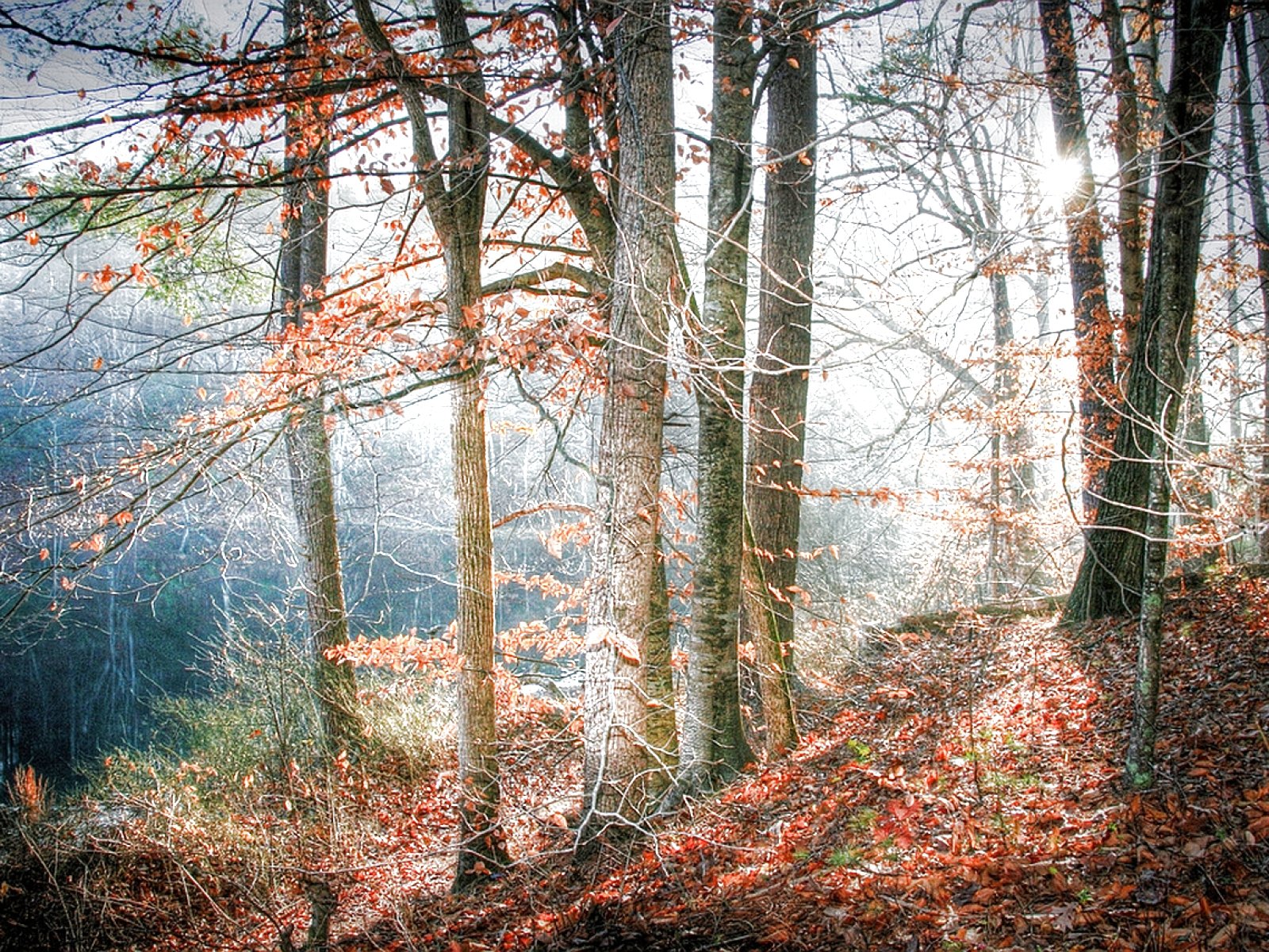 forest, Trees, Nature, Landscape, Tree, Autumn, Fall Wallpapers HD ...