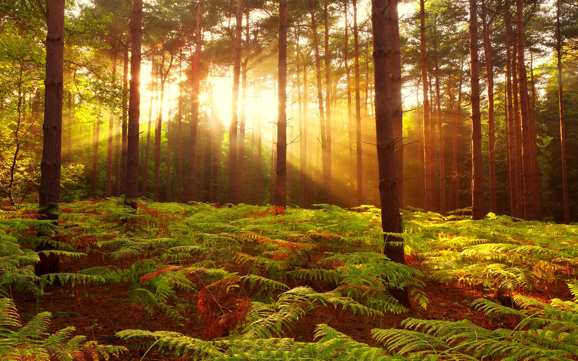 forest, Trees, Nature, Landscape, Tree, Autumn, Fall Wallpapers HD ...