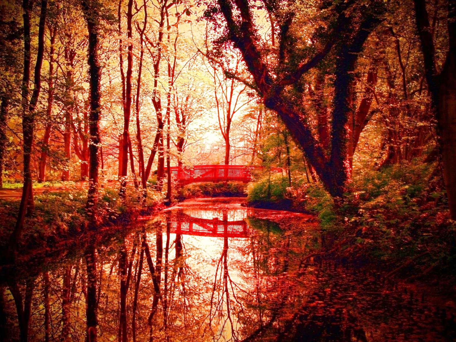 forest, Trees, Nature, Landscape, Tree Wallpapers HD / Desktop and ...