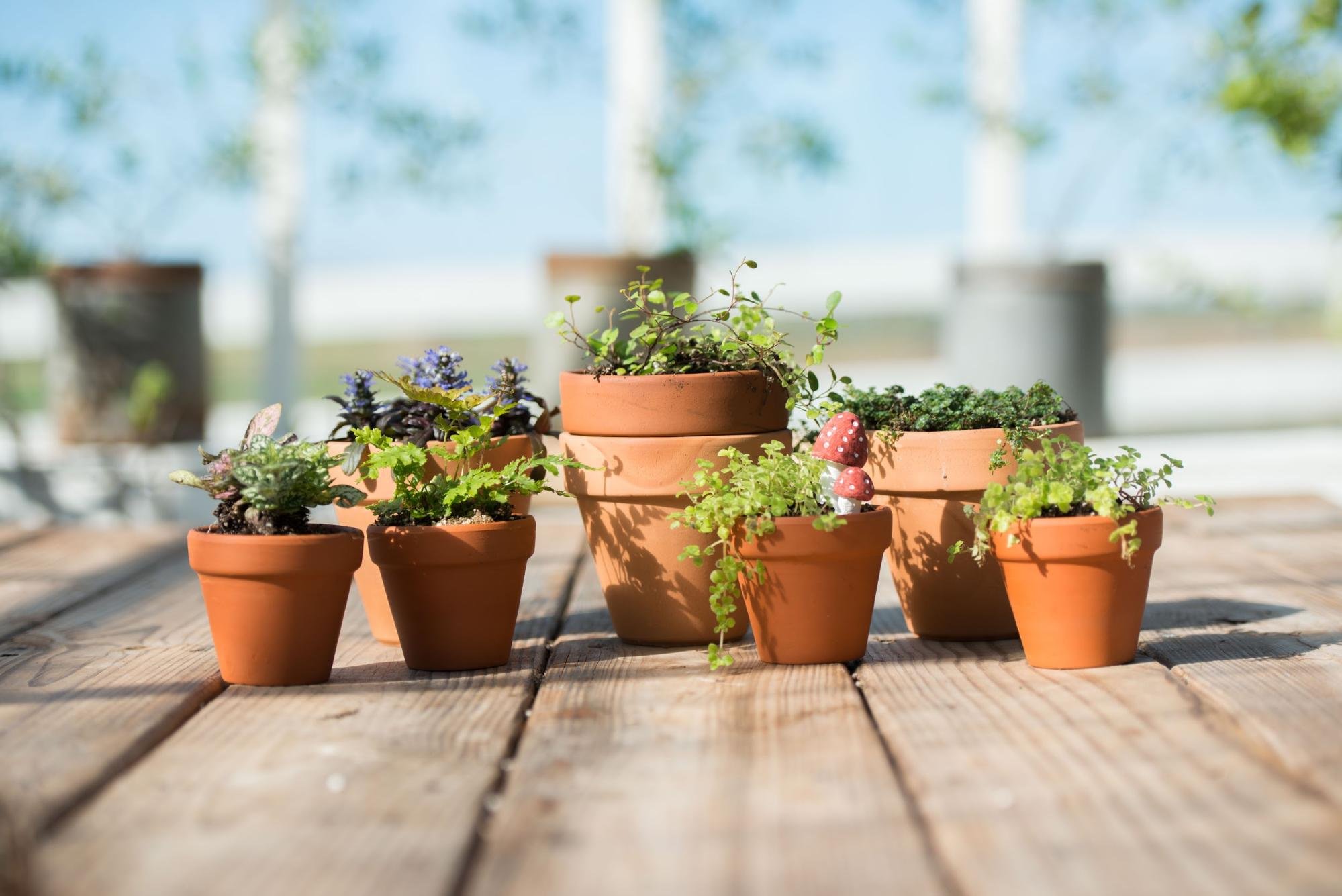 garden, Nature, Landscape, Plants, Flowers, Flower, Landscaping ...