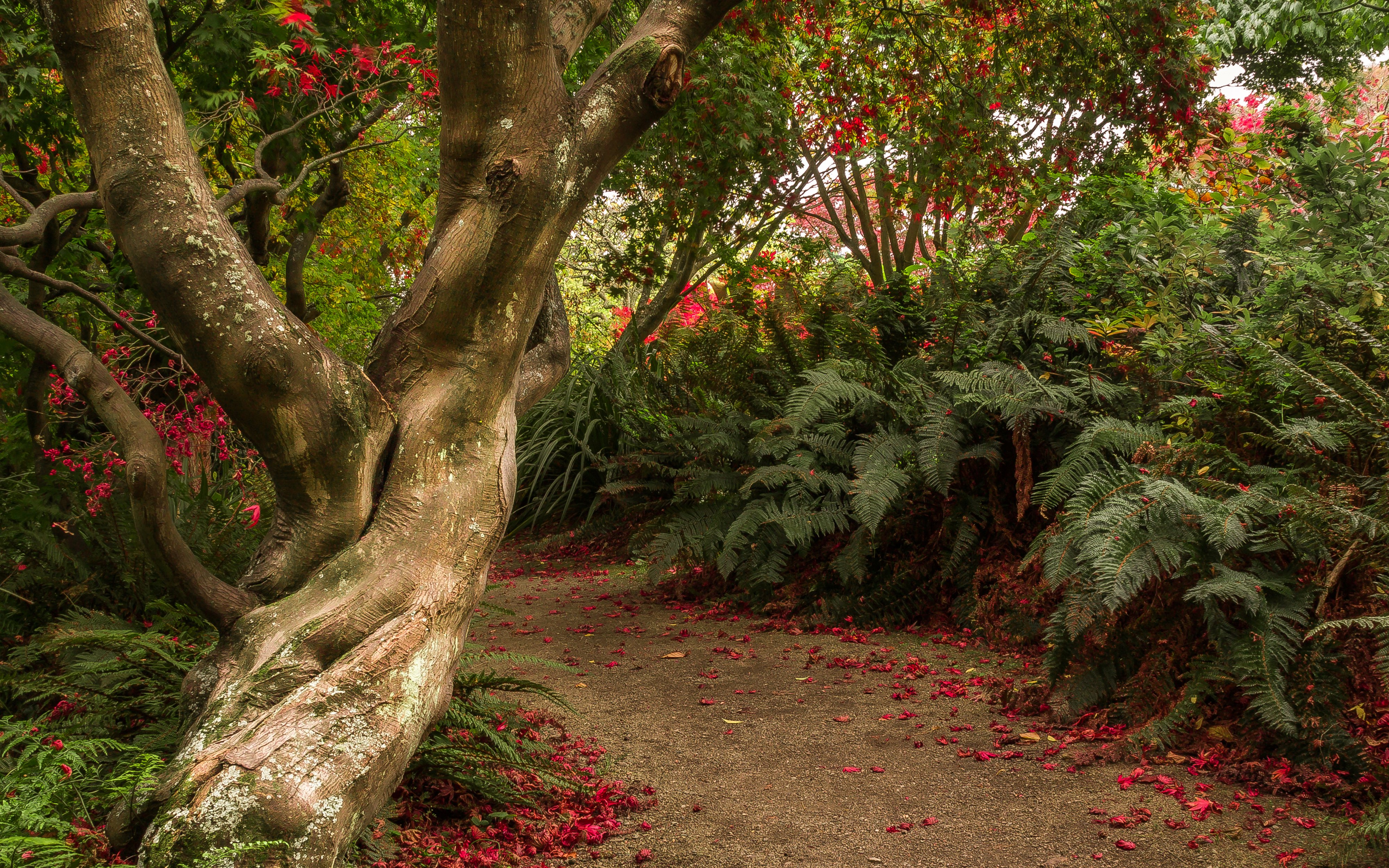 new, Zealand, Shrubs, Trunk, Tree, Trail, Dunedin, Botanic, Gardens ...