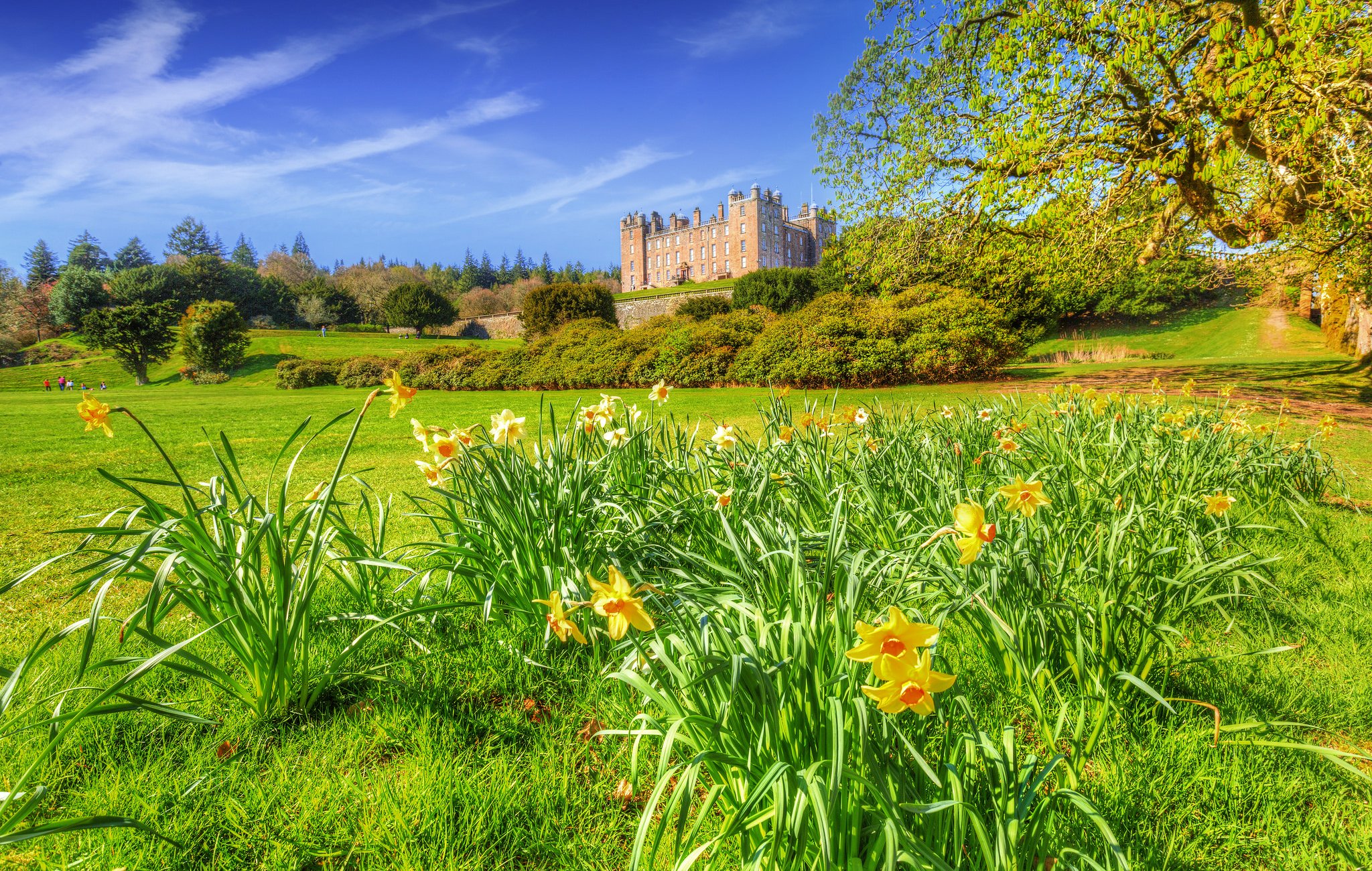 united, Kingdom, Castles, Spring, Daffodils, Shrubs, Grass, Hdr ...