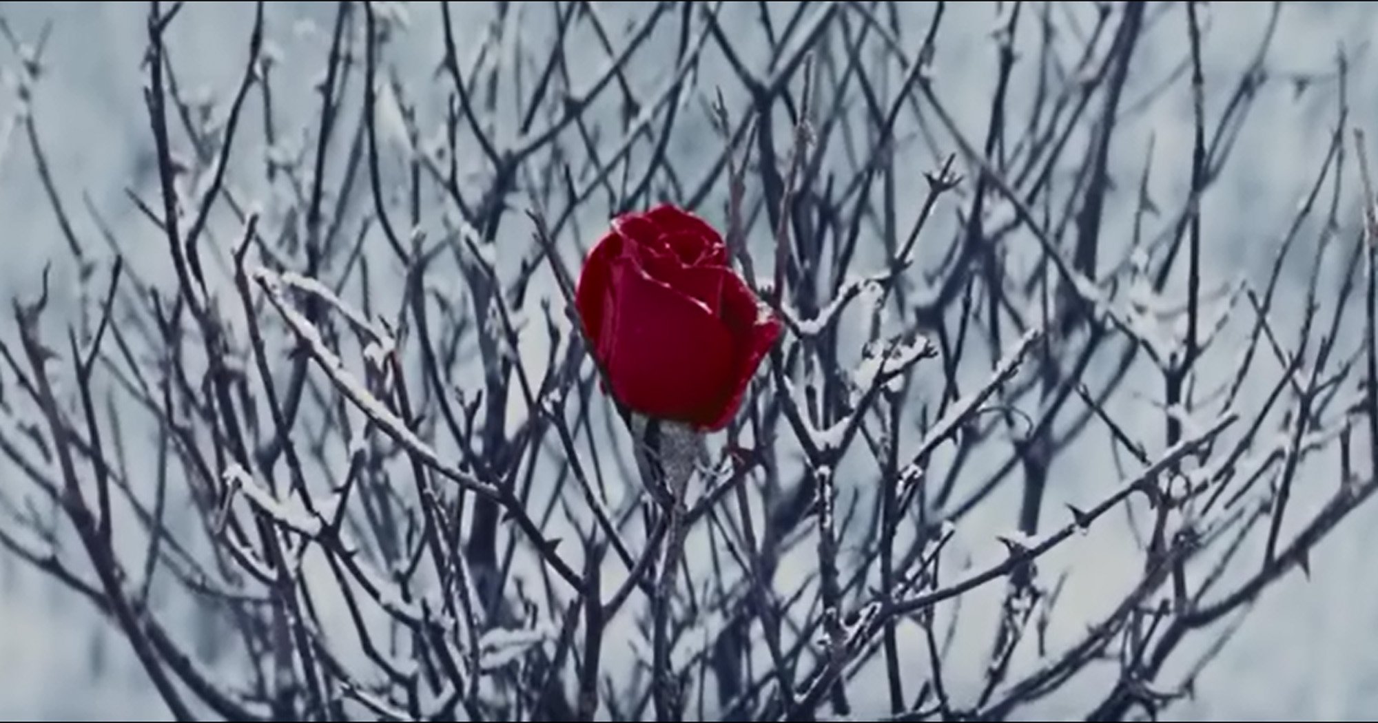 red, Ros Wallpapers HD / Desktop and Mobile Backgrounds