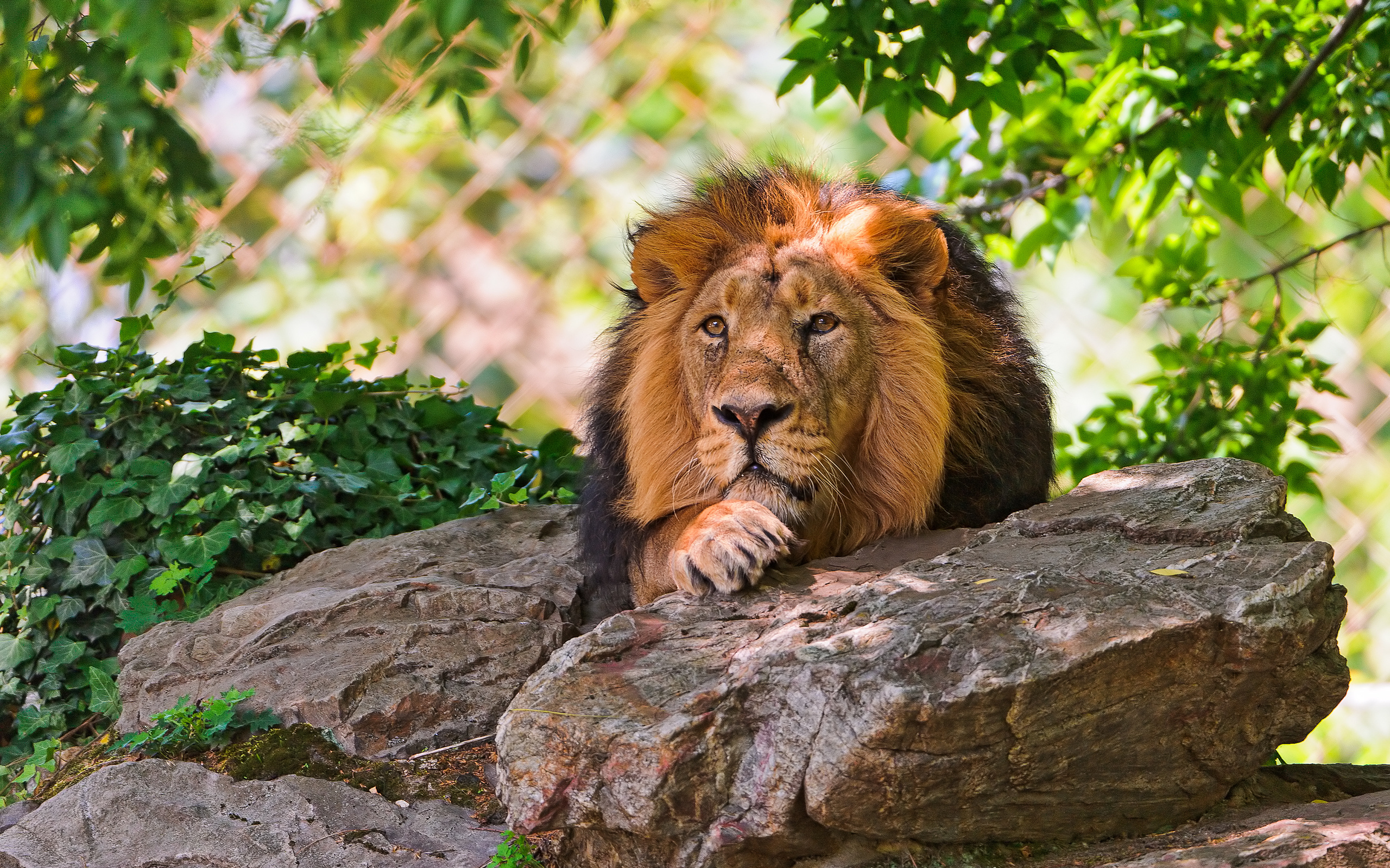 zoo, Lion, Stones Wallpapers HD / Desktop and Mobile Backgrounds