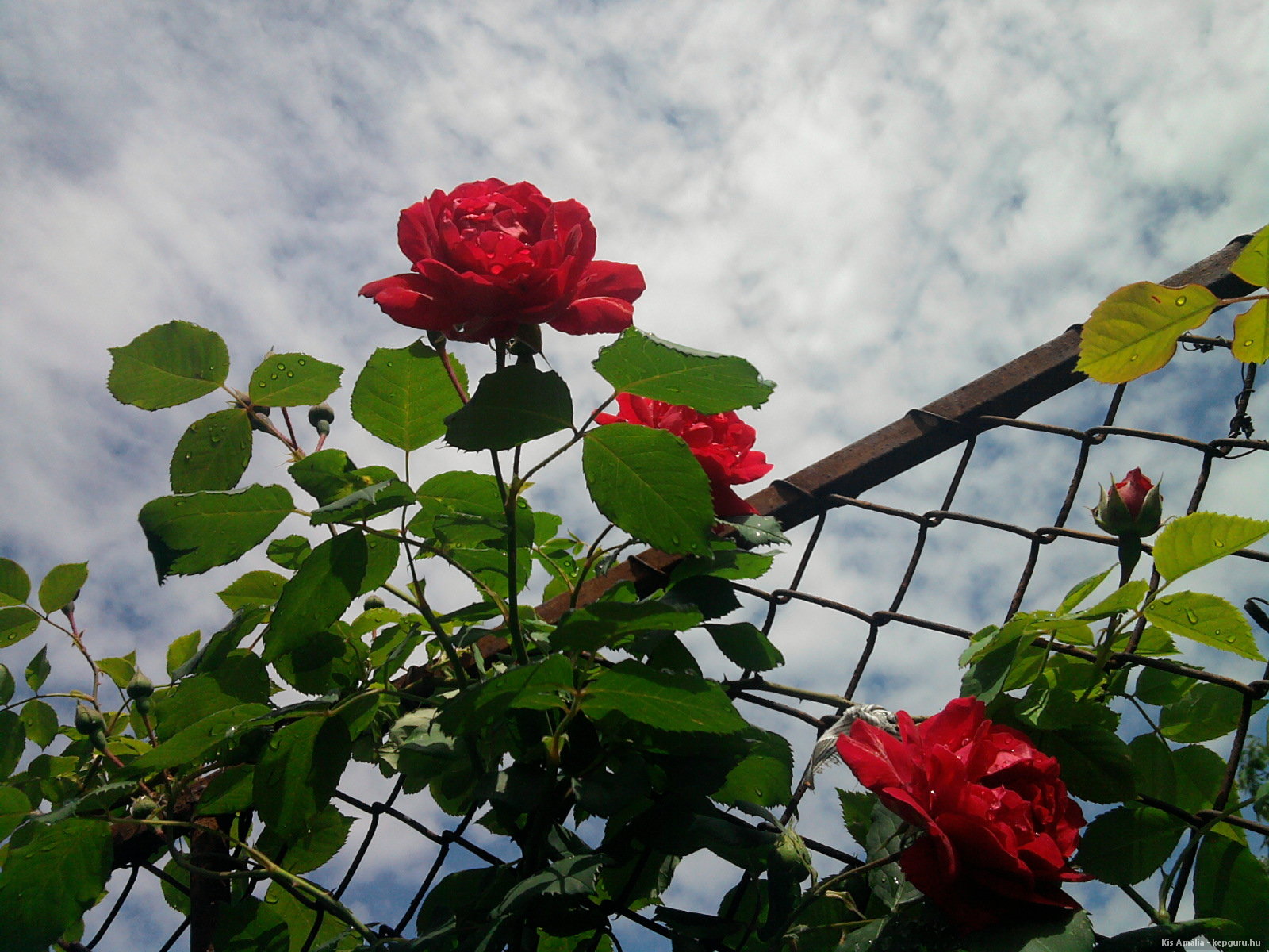 summer, Flowers, Rose Wallpapers HD / Desktop and Mobile Backgrounds