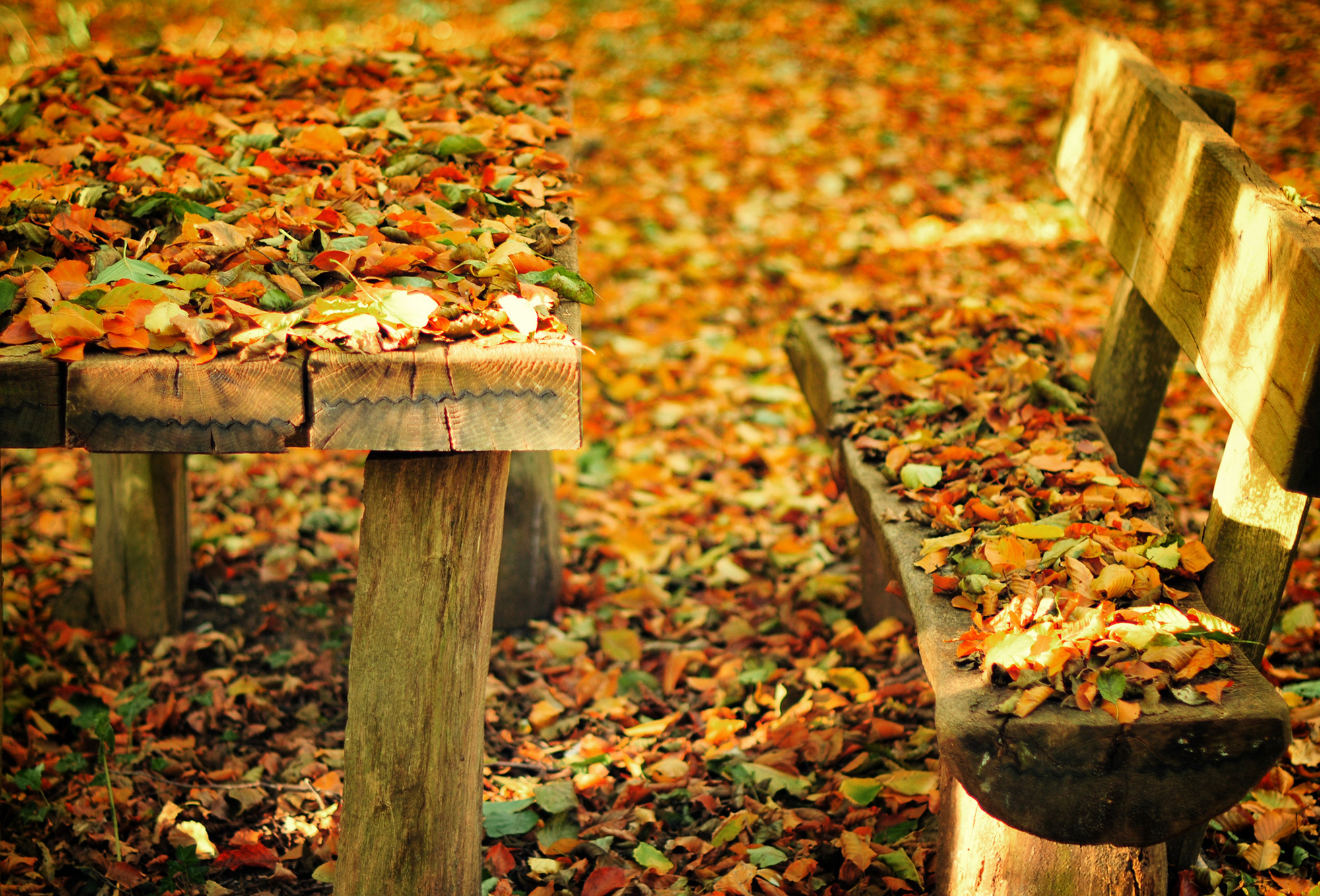 bench, Nature, Park, Bench, Fall, Autumn Wallpapers HD / Desktop and ...