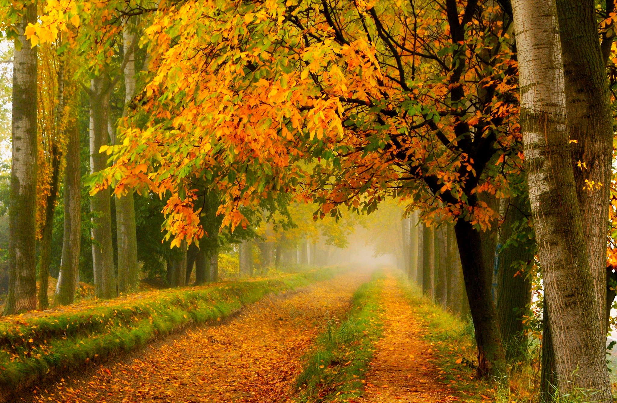 fall, Colors, Walk, Leaves, Autumn, Nature, Trees, Road, Forest, Park ...