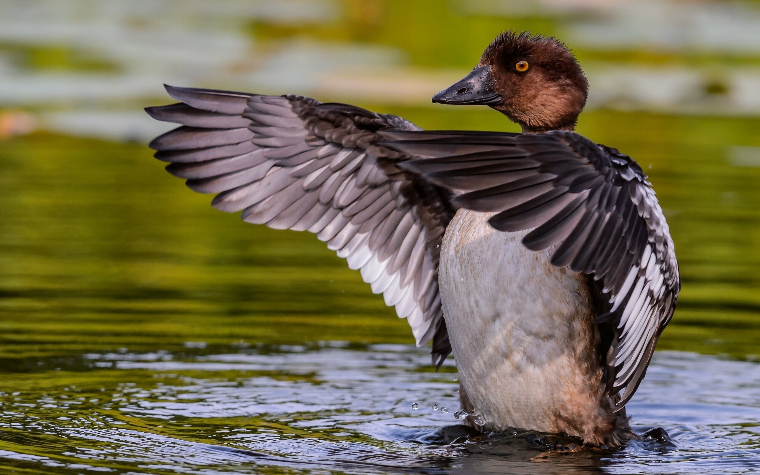 water, Wings, Animals, Ducks Wallpapers HD / Desktop and Mobile Backgrounds