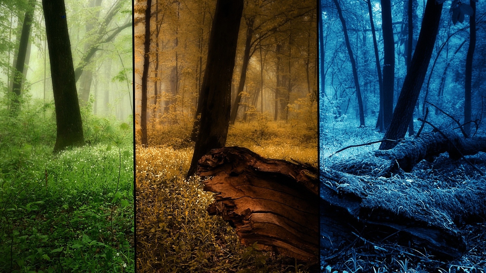 nature, Winter, Trees, Autumn, Seasons, Summer Wallpapers HD / Desktop ...
