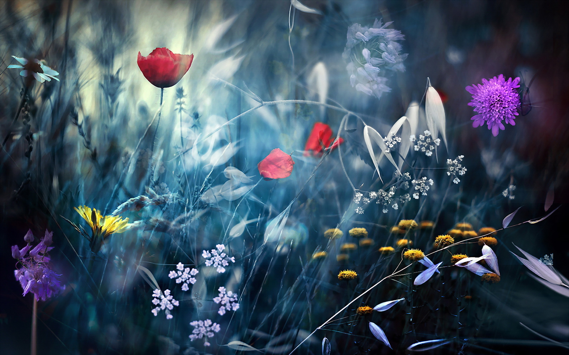 flowers, Nature, Manipulation Wallpapers HD / Desktop and Mobile ...