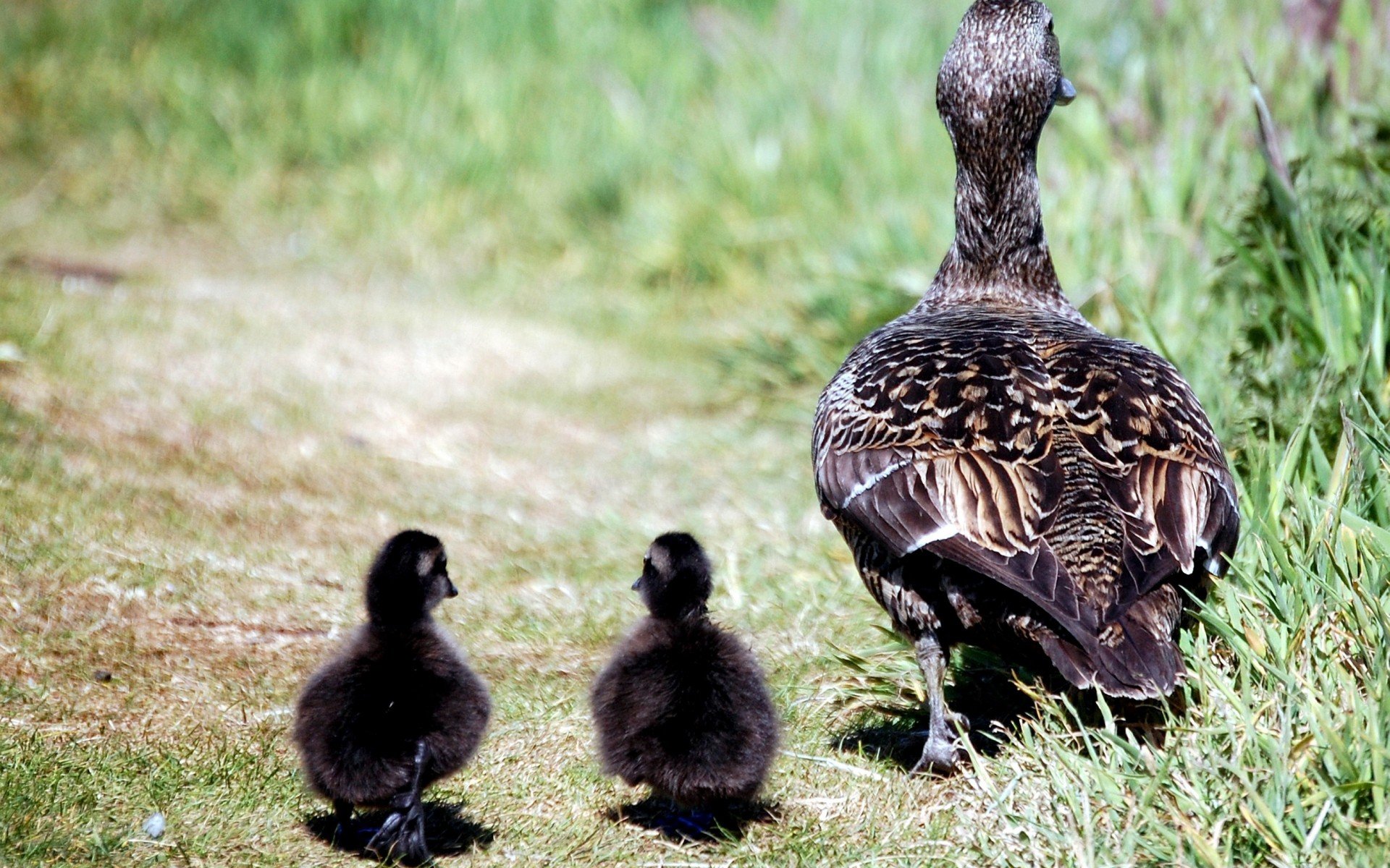 nature, Ducks Wallpapers HD / Desktop and Mobile Backgrounds