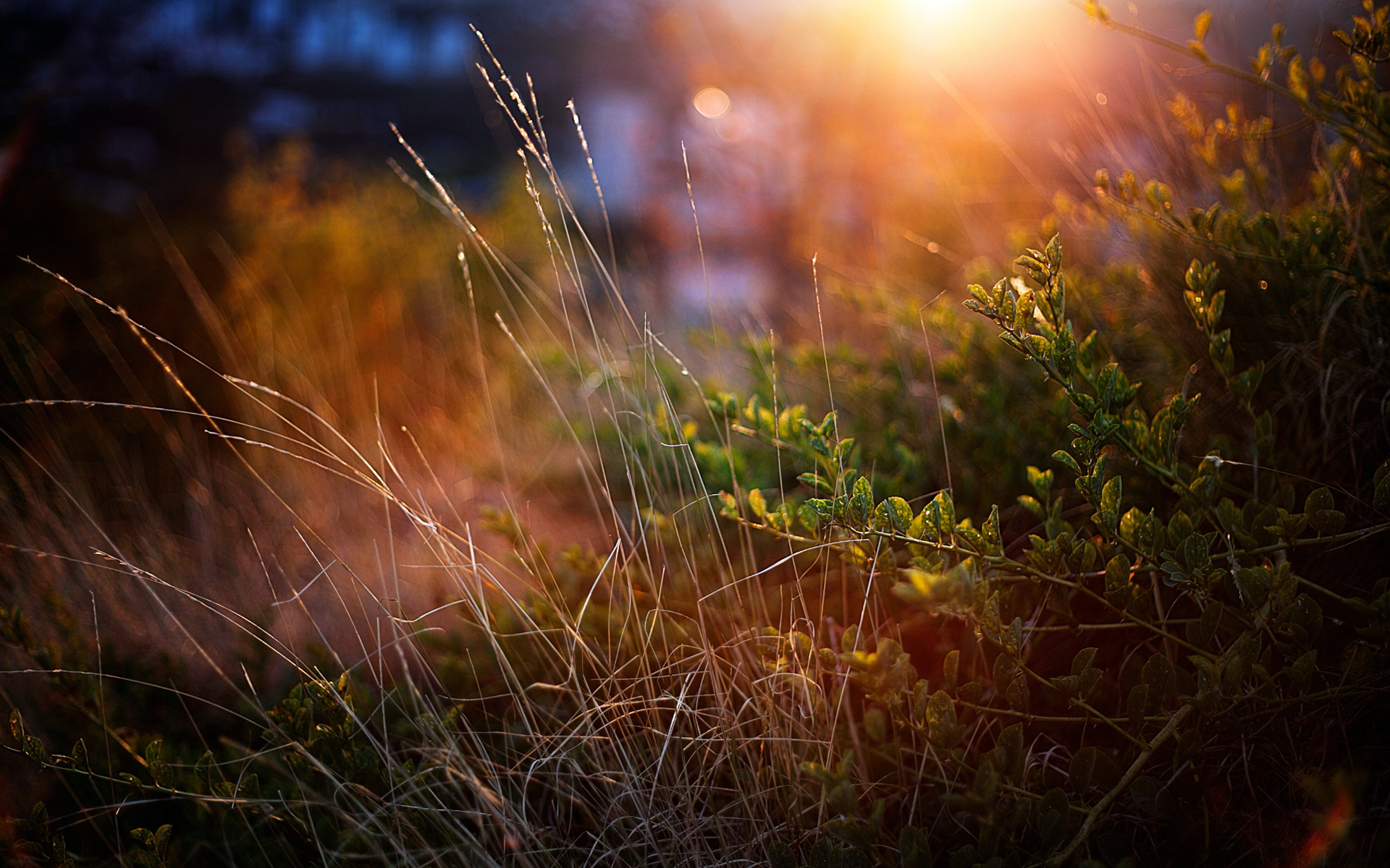 nature, Landscapes, Plants, Grass, Garden, Macro, Close, Up, Sun ...