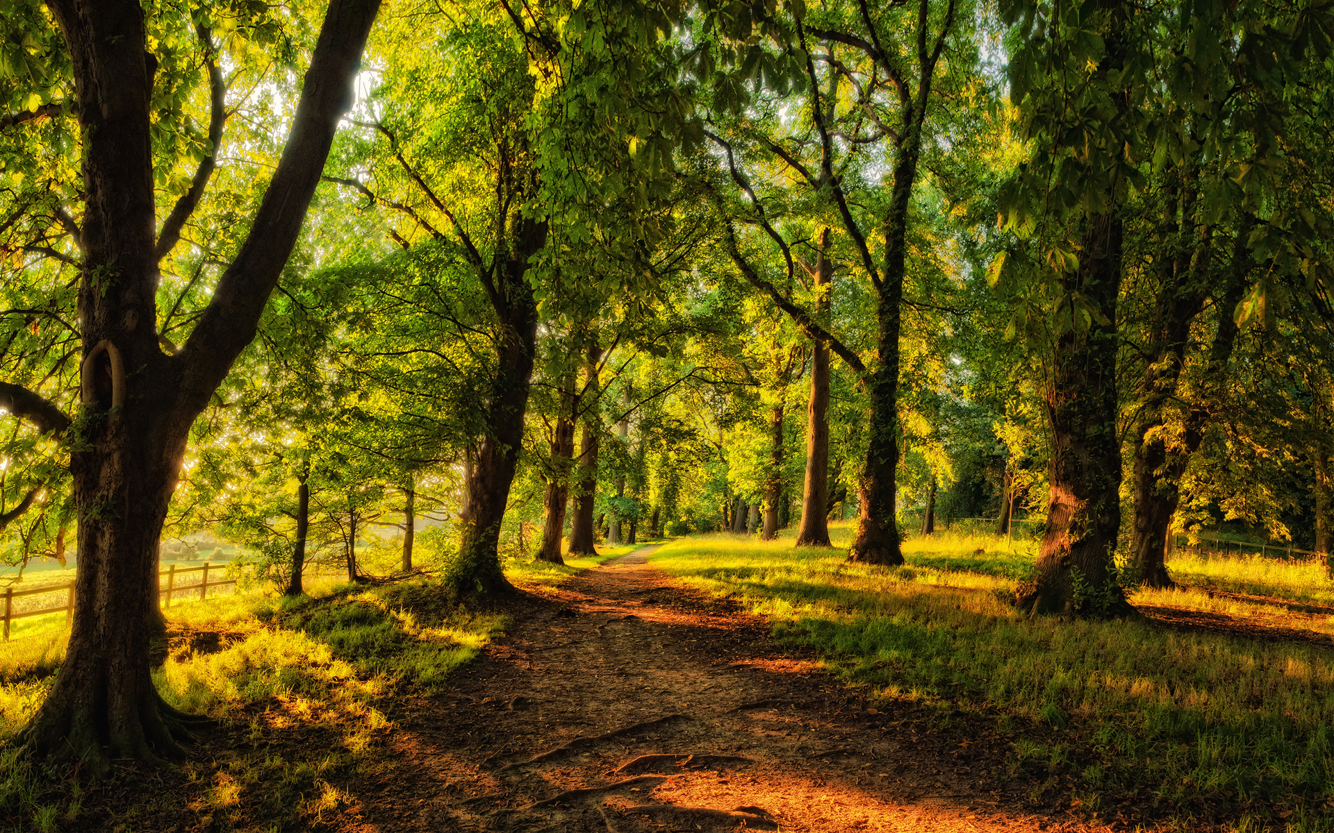 nature, Landscapes, Trees, Forests, Path, Roads, Spring, Seasons ...