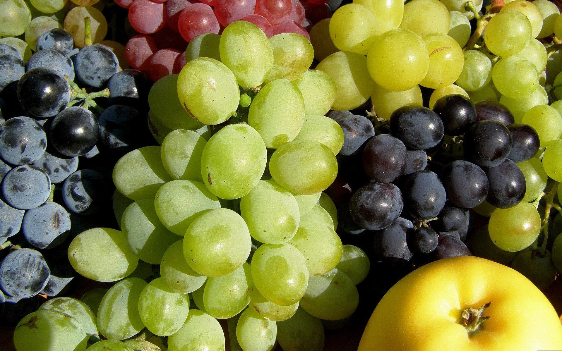 fruits, Grapes Wallpapers HD / Desktop and Mobile Backgrounds