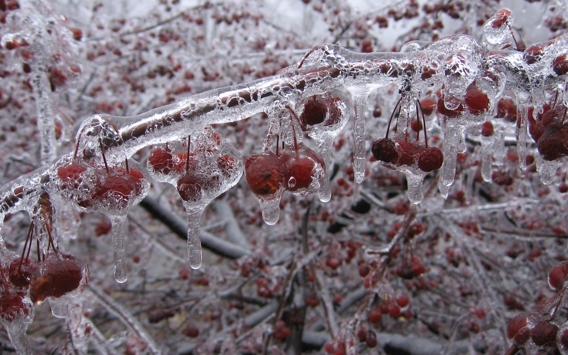 ice, Nature, Trees, Berries Wallpapers HD / Desktop and Mobile Backgrounds