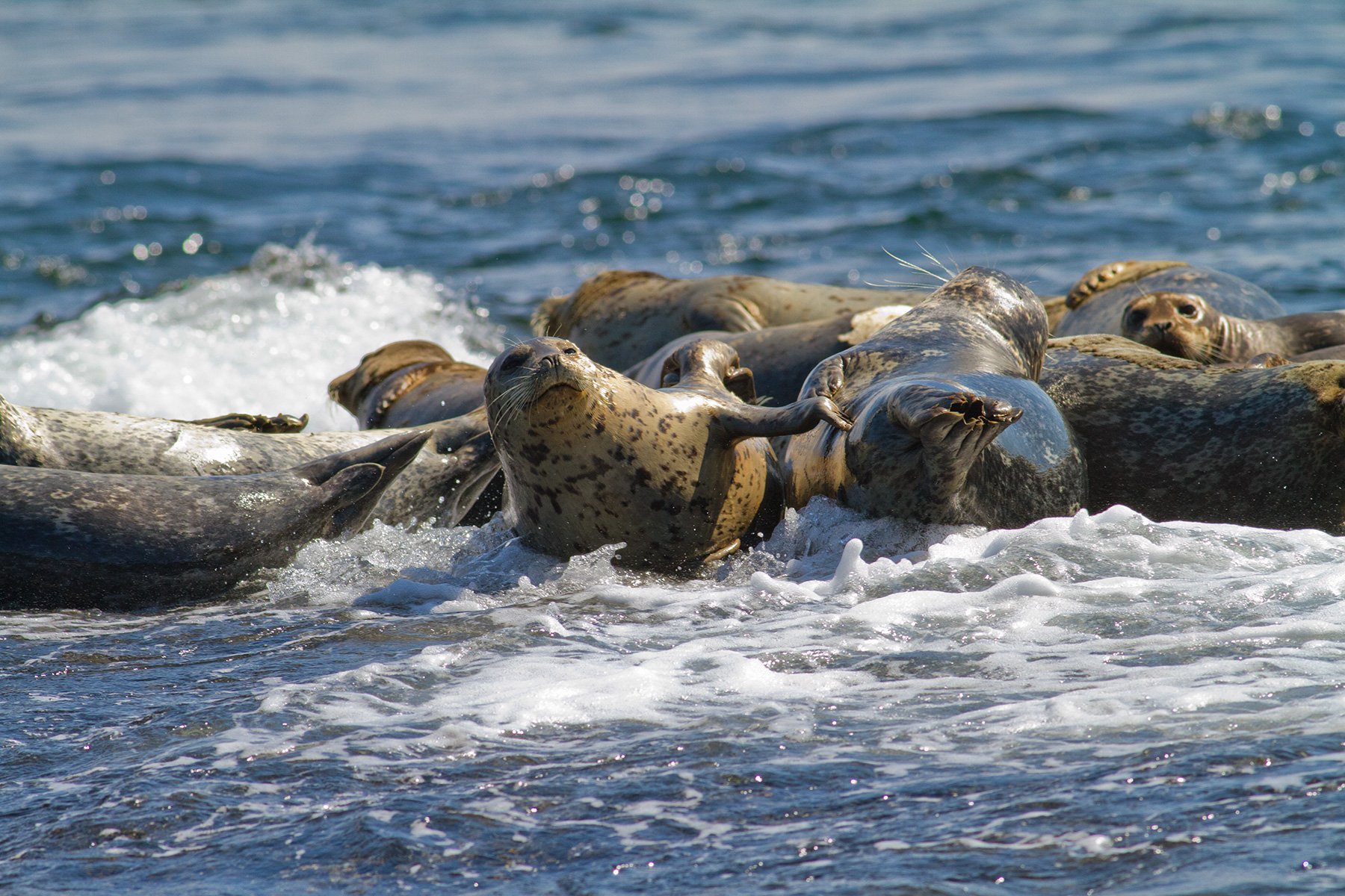 sea, Lions, Seal, Seals, Lion, 4 Wallpapers HD / Desktop and Mobile ...