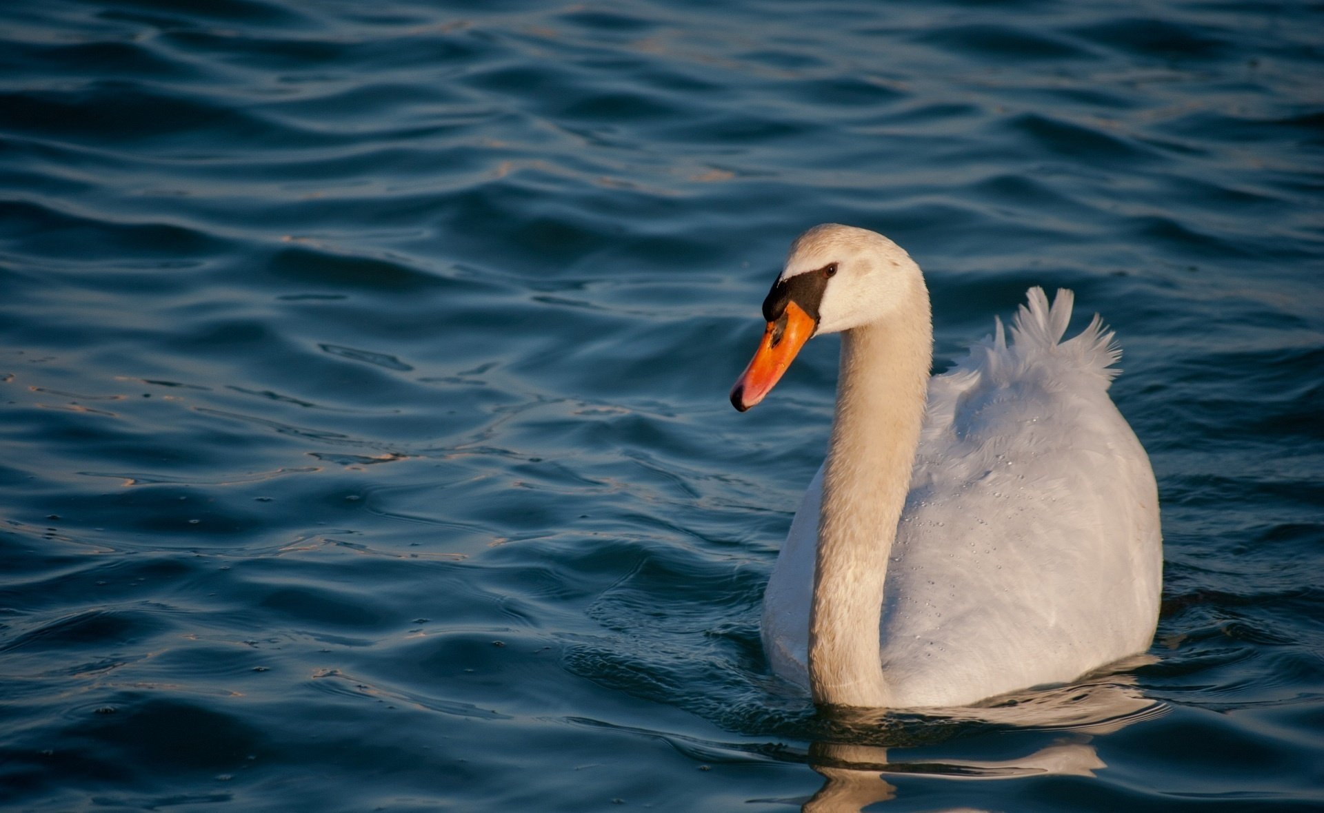 swan, White, Grace, Water, Waves Wallpapers HD / Desktop and Mobile ...
