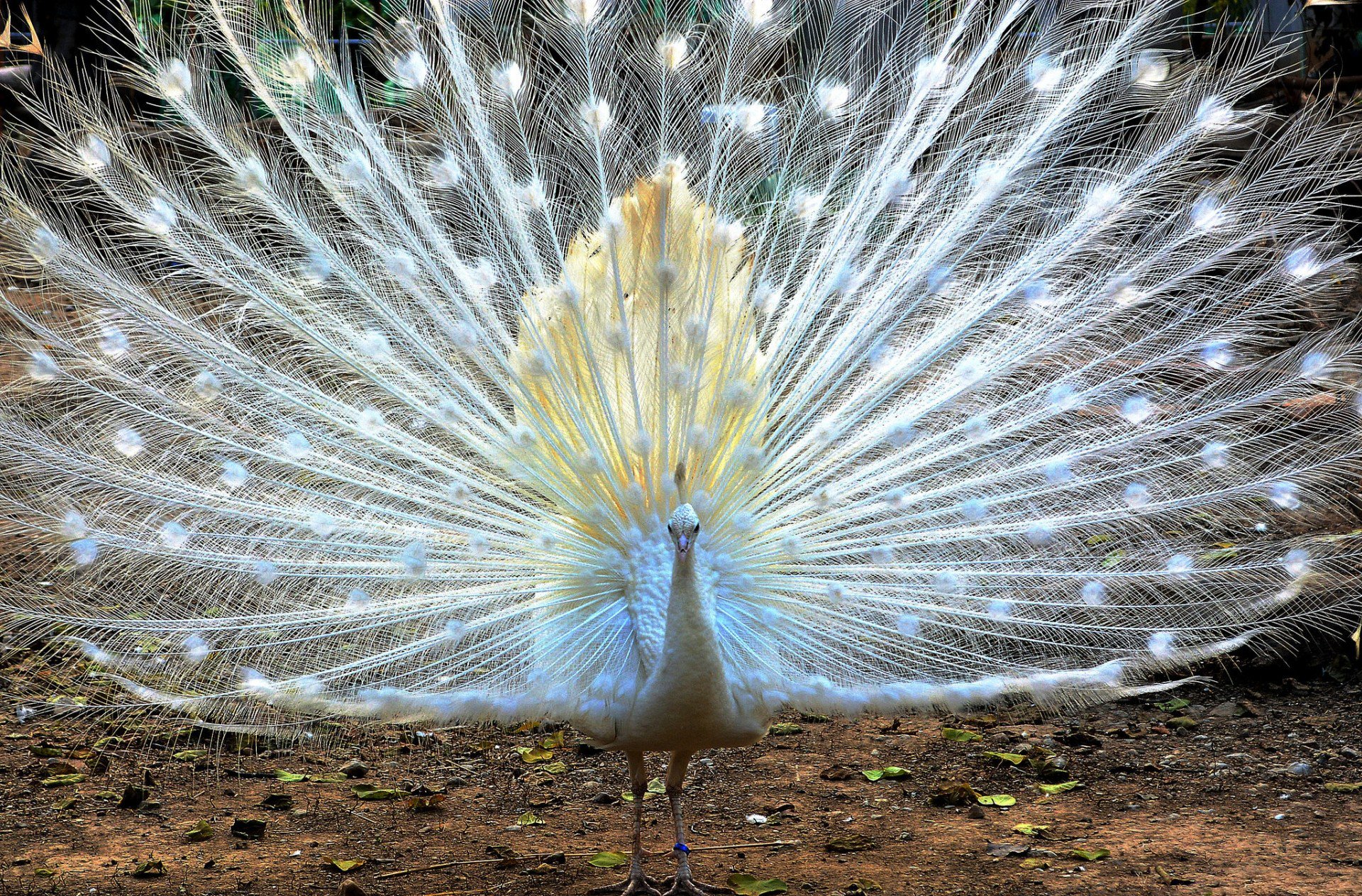 peacock Wallpapers HD / Desktop and Mobile Backgrounds