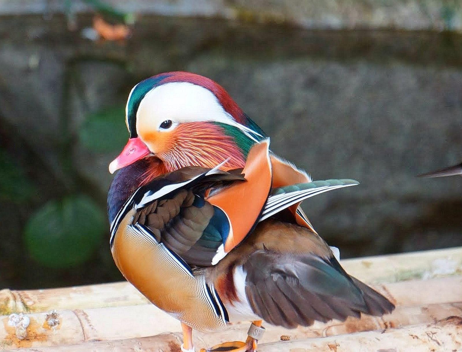 mandarin, Duck, Bird, Ducks, 63 Wallpapers HD / Desktop and Mobile ...