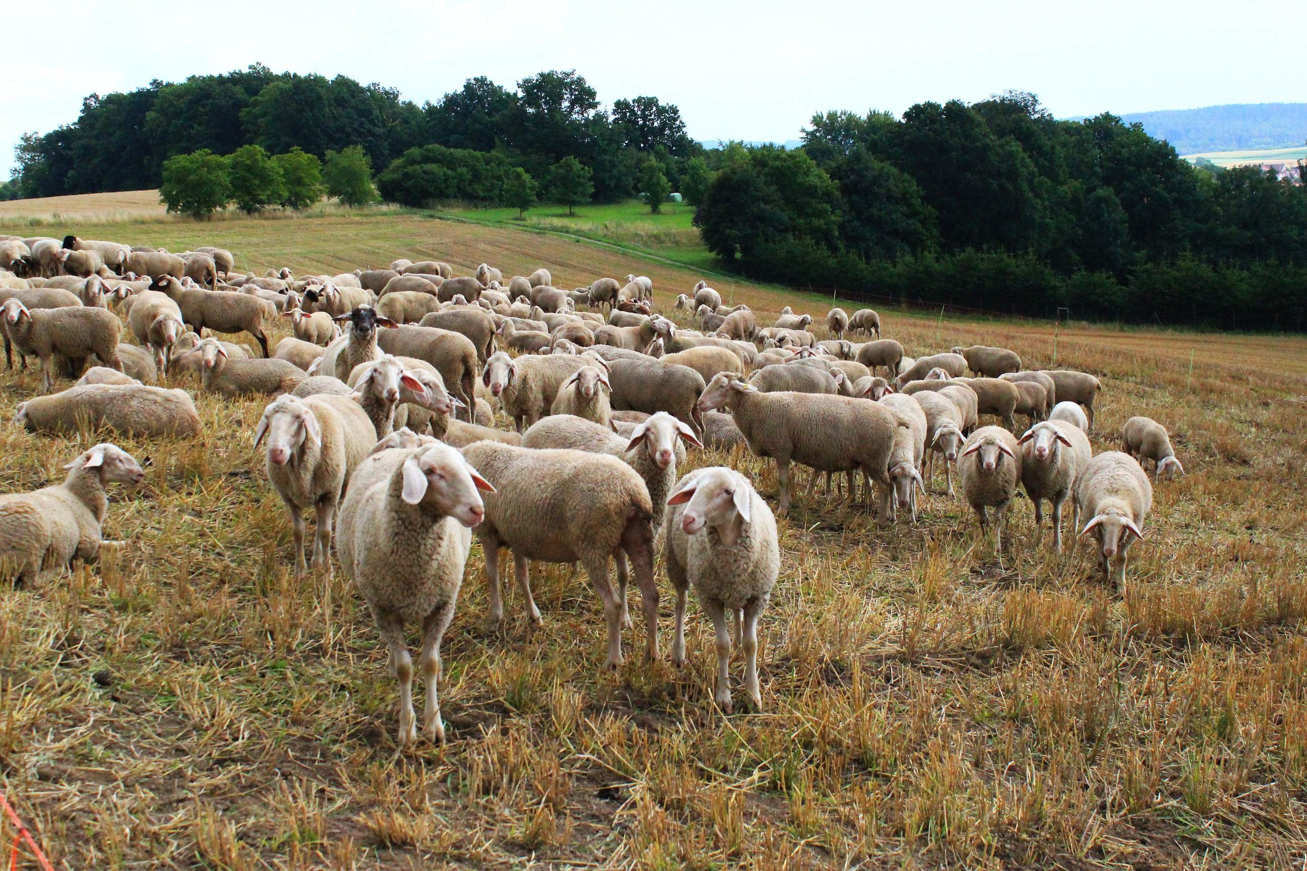 sheep Wallpapers HD / Desktop and Mobile Backgrounds