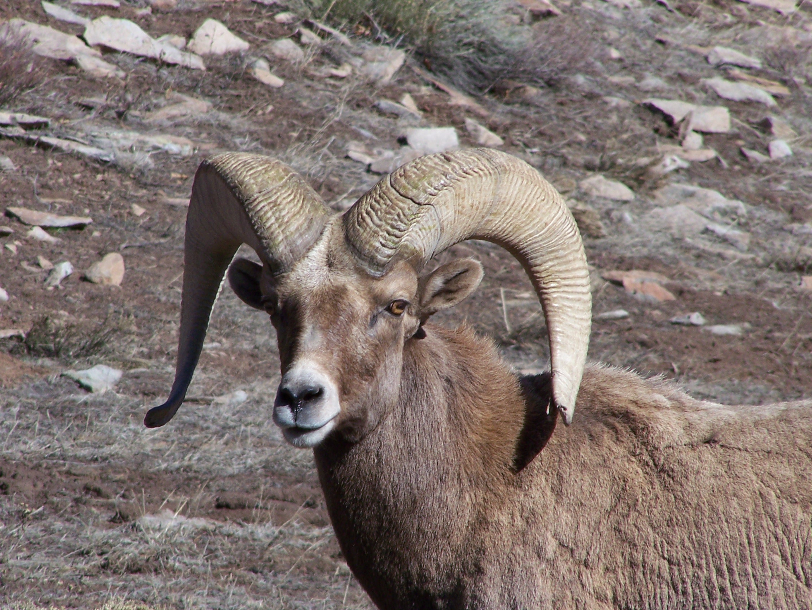 bighorn, Sheep Wallpapers HD / Desktop and Mobile Backgrounds