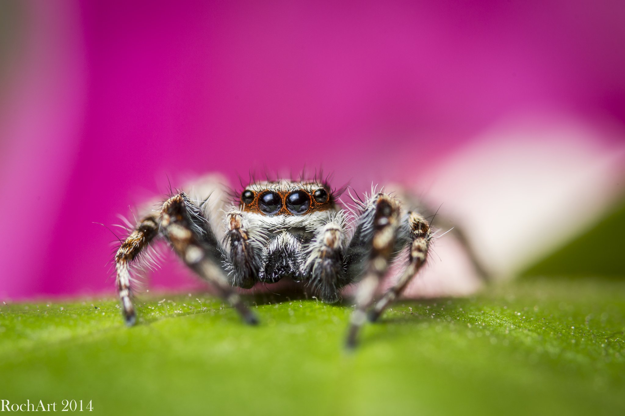 green, Insects, Bug, Mantis, Macro, Close, Up, Nature, Wallpaper ...