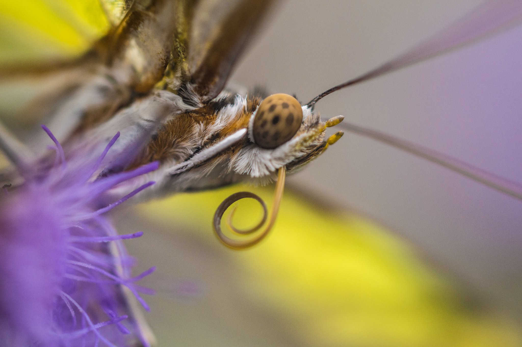 butterfly, Nature, Insects, Macro, Zoom, Close up, Wallpaper Wallpapers ...