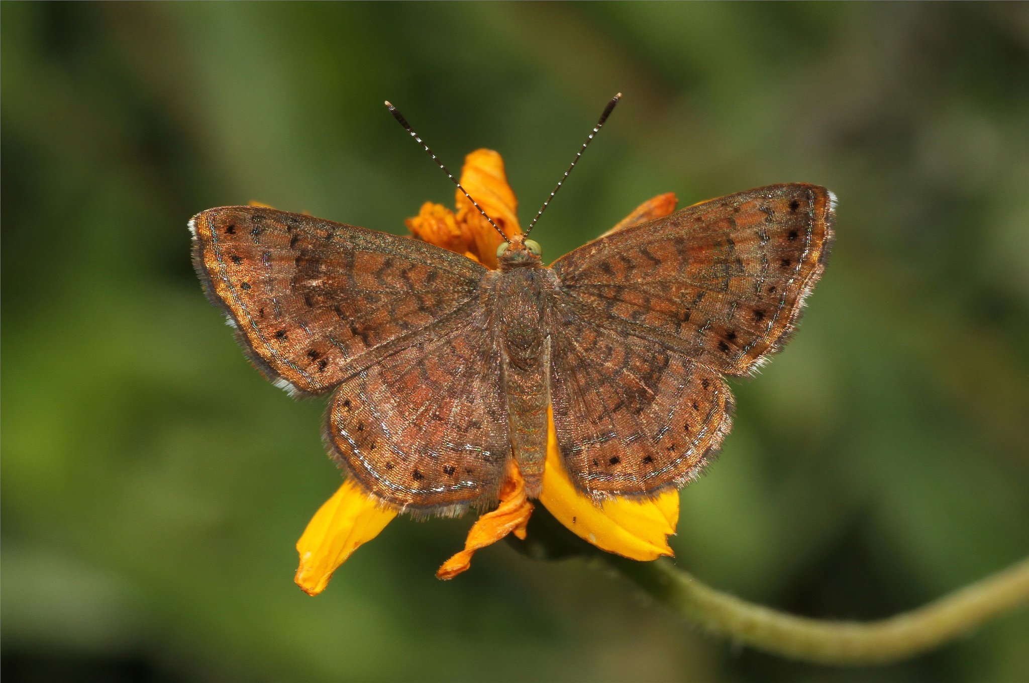 butterfly, Nature, Insects, Macro, Zoom, Close up, Wallpaper Wallpapers ...