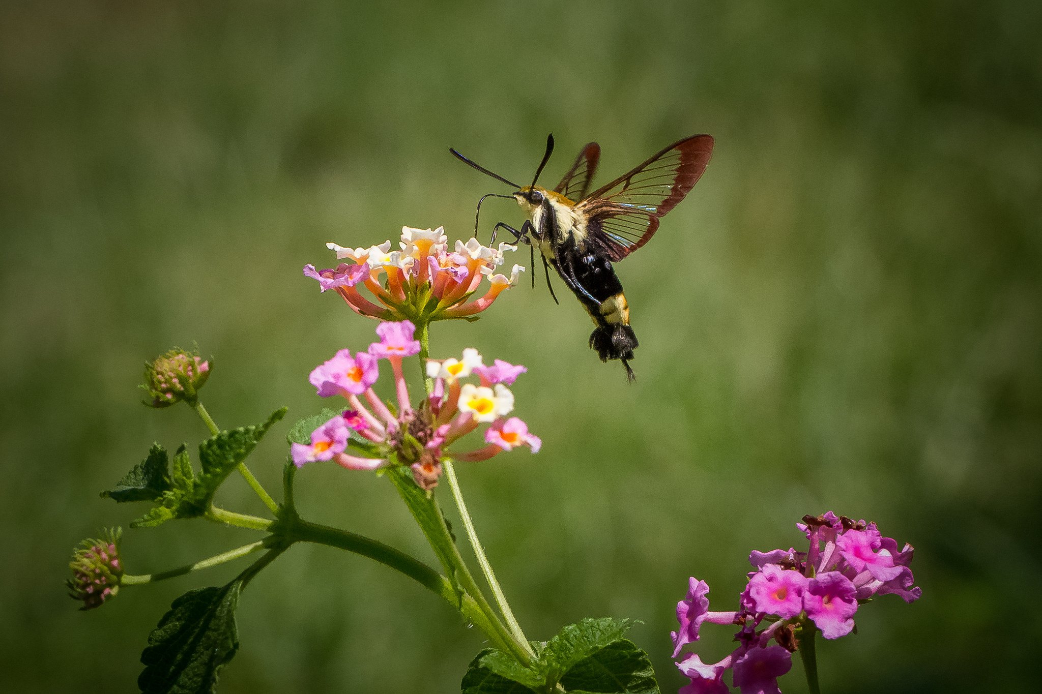butterfly, Nature, Insects, Macro, Zoom, Close up, Wallpaper Wallpapers ...