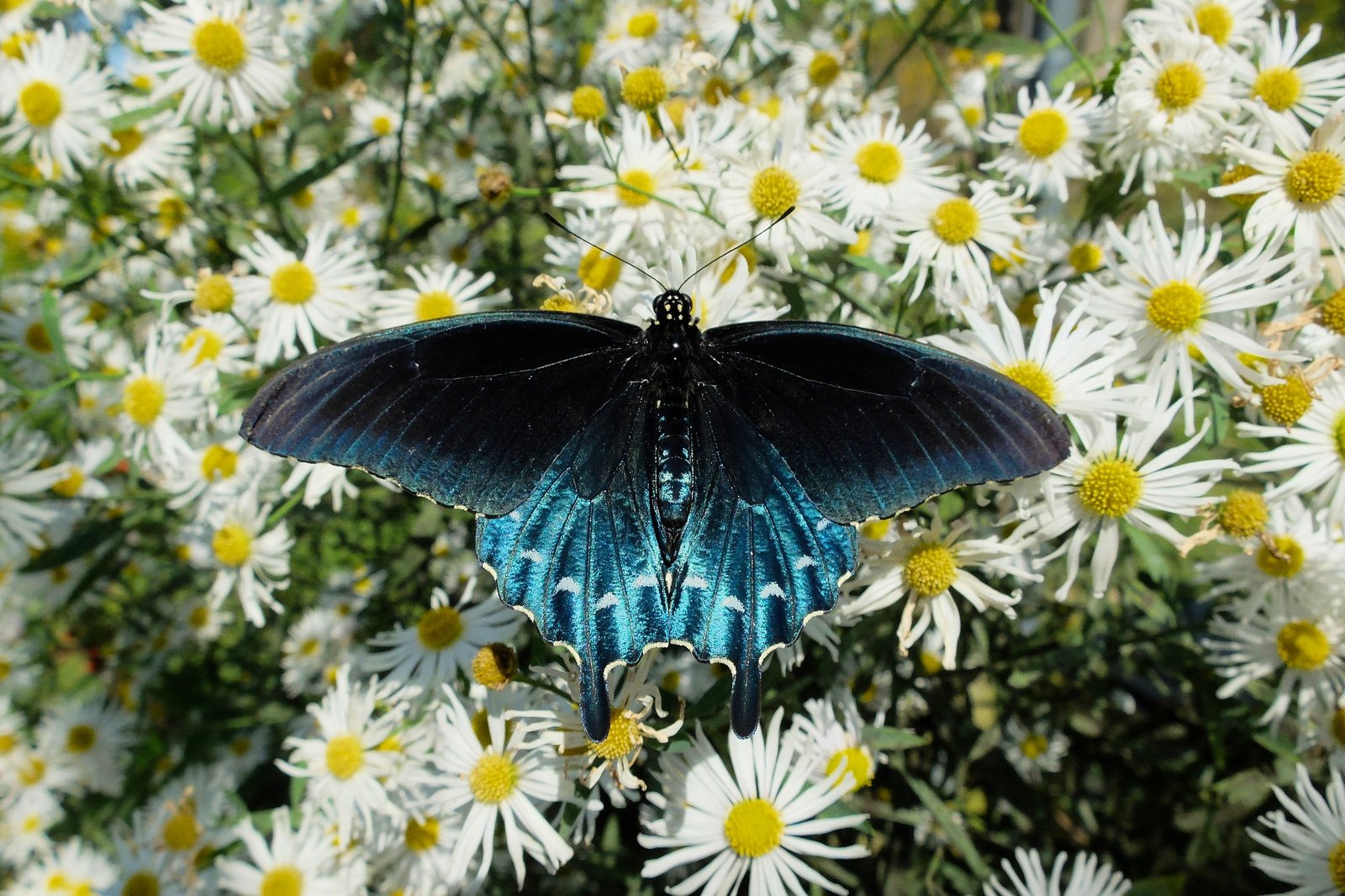 butterfly, Nature, Insects, Macro, Zoom, Close up, Wallpaper Wallpapers ...