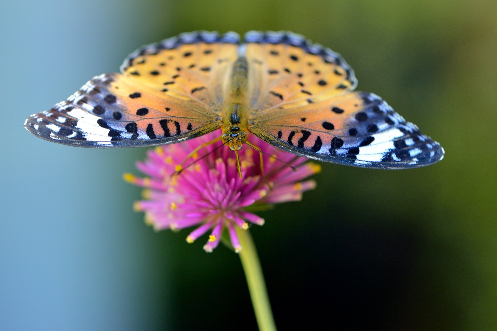 butterfly, Nature, Insects, Macro, Zoom, Close up, Wallpaper Wallpapers ...